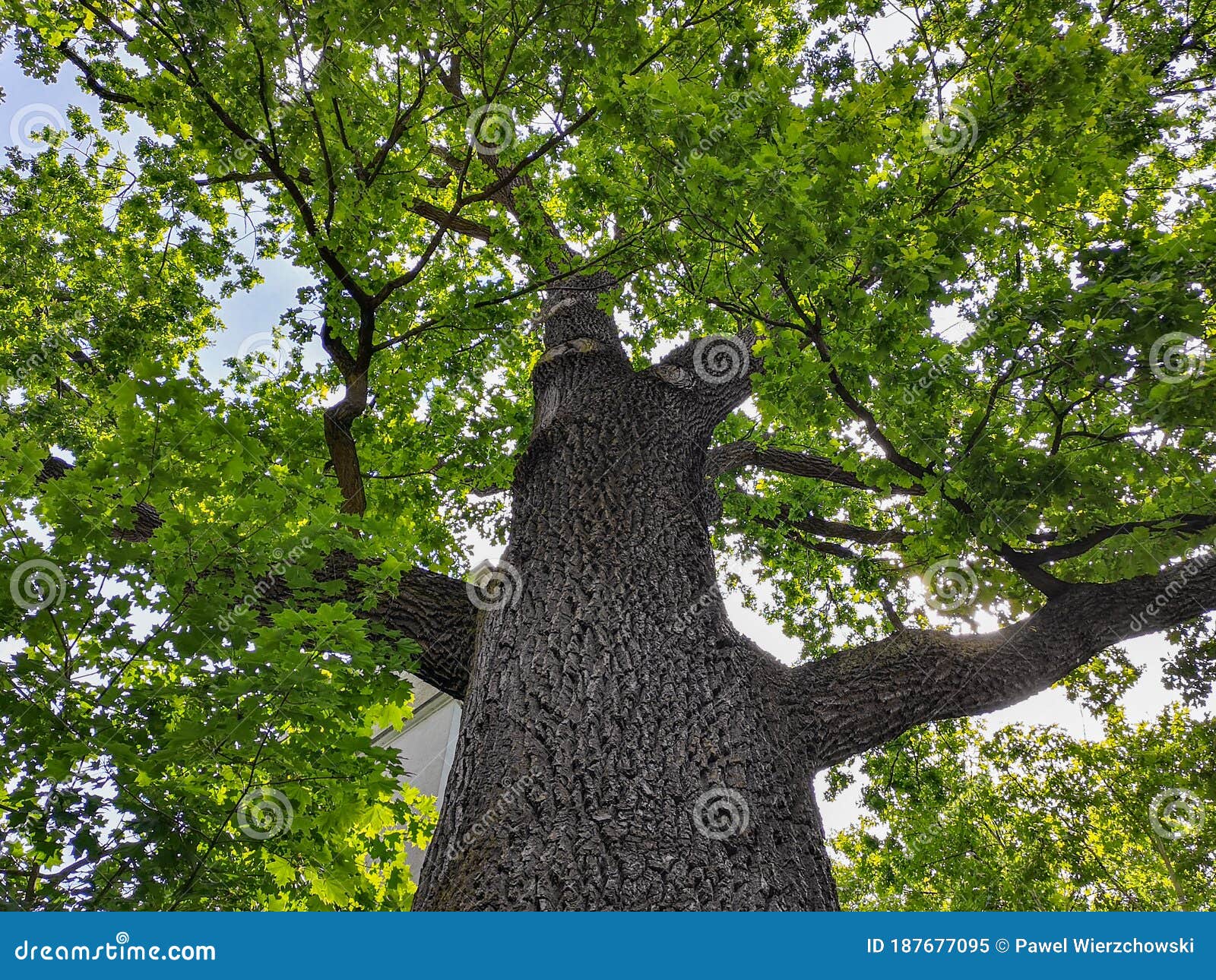 Upward Look To Old Big Tree with Huge Crown Stock Image - Image of ...