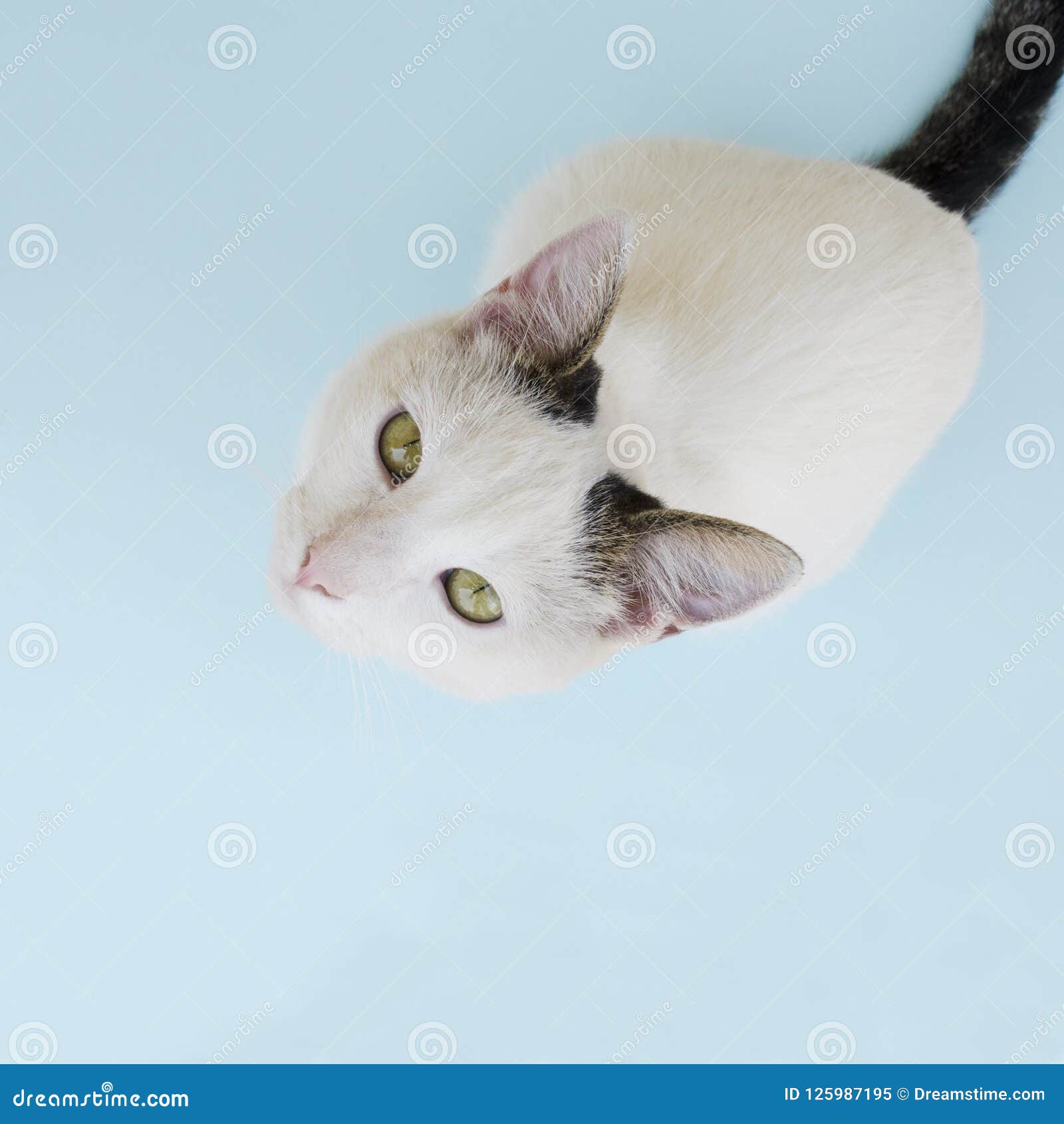 Upward looking cat stock image. Image of cheerful, graphic - 125987195