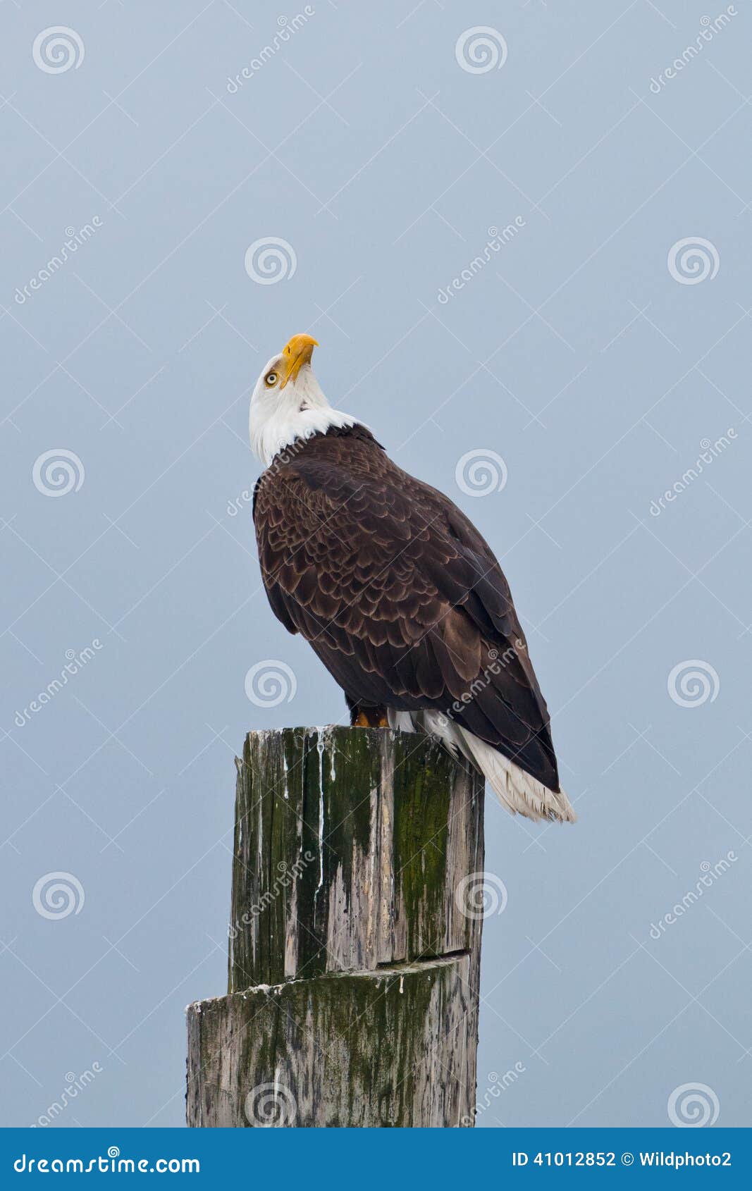 Upward Looking Eagle stock photo. Image of upward, haliaeetus - 41012852