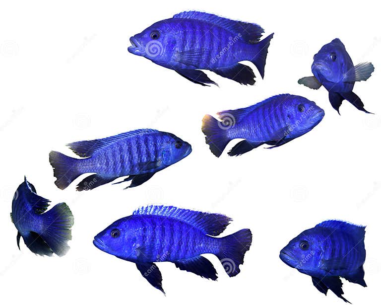 Upward motion stock photo. Image of abstract, fishbowl - 1681678