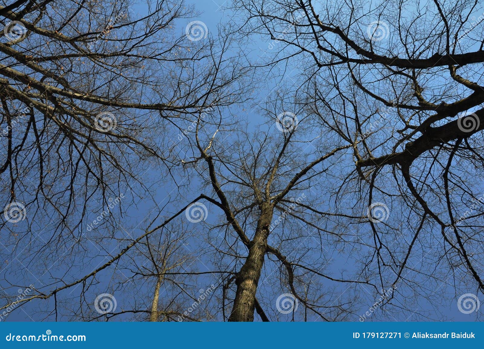 Upward Perspective View of Silhouettes of Bare Trees Against a Blue Sky ...