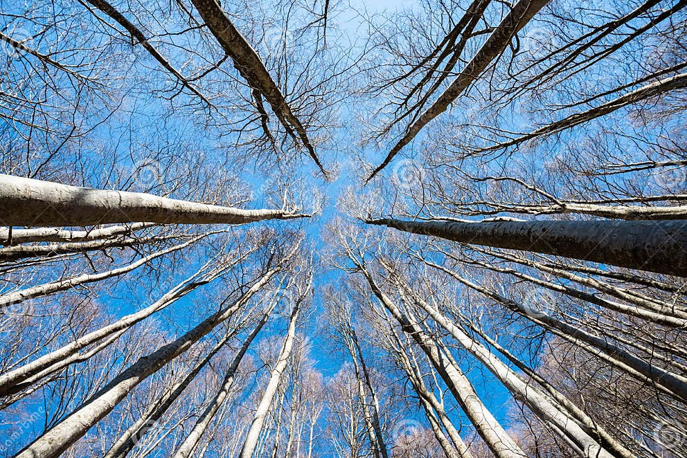 Upward Perspective View of Tall Trees on a Blue Sky Background Stock ...