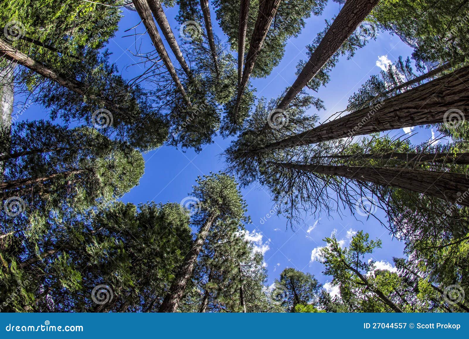 Upward toward the Trees stock image. Image of forest - 27044557