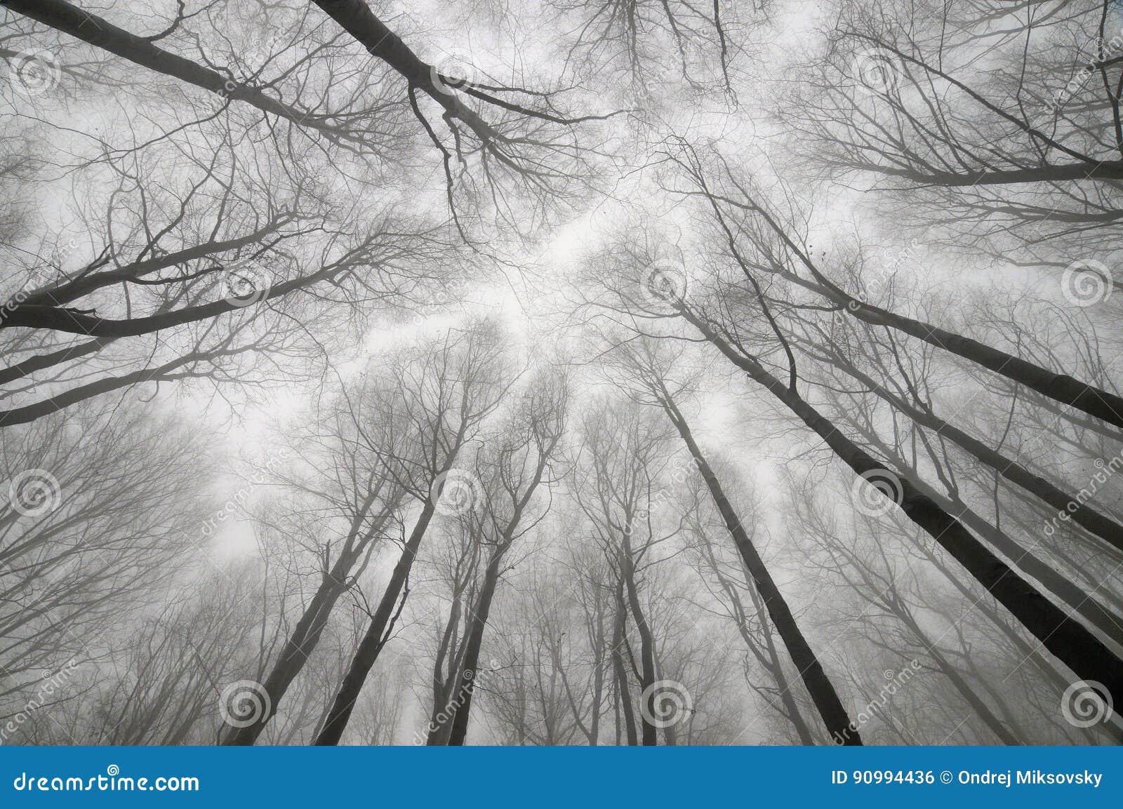 Upward Trees in the Winter Forest Stock Photo - Image of nature, winter ...