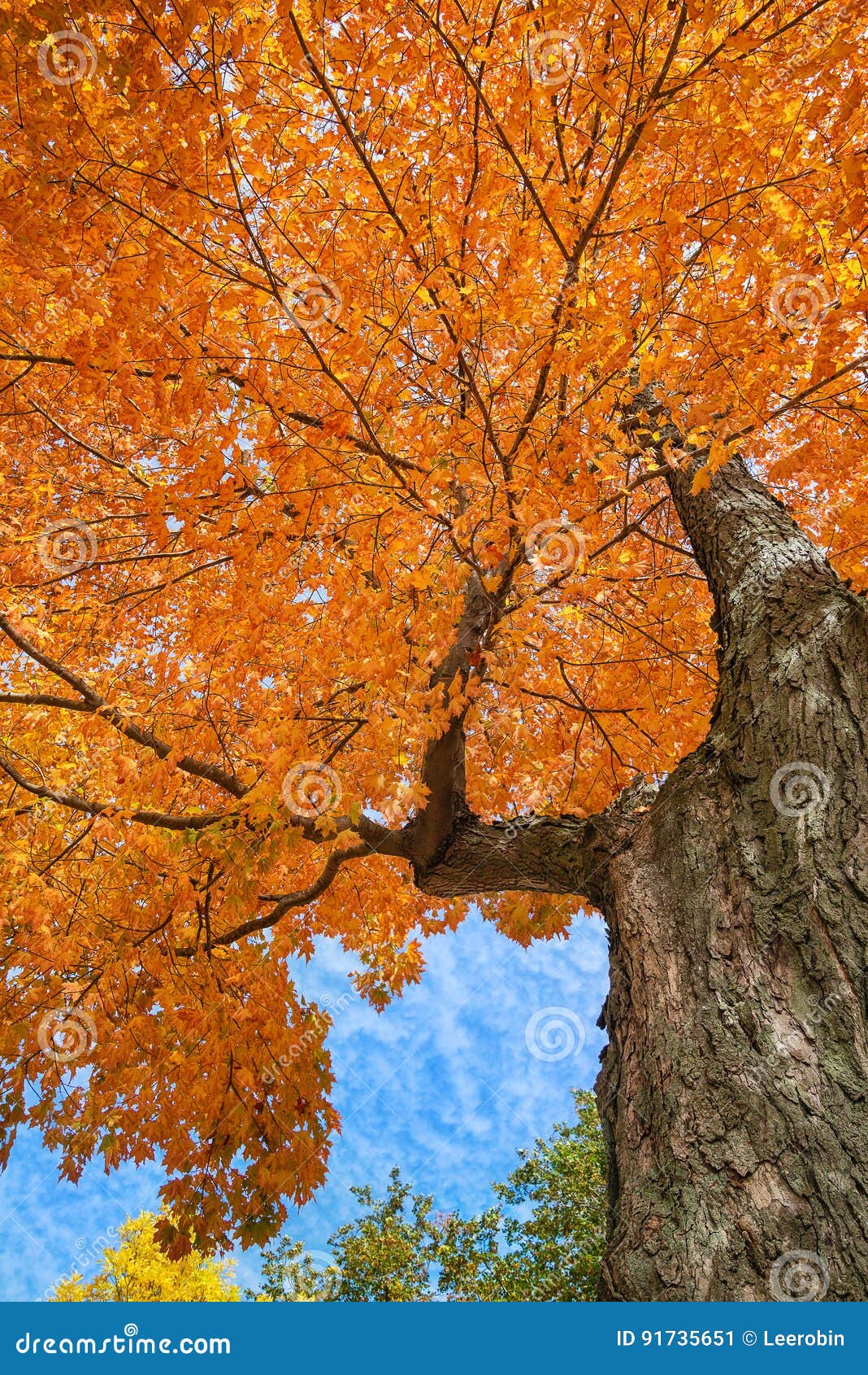 Upward View of an Autumn Maple Tree Stock Image - Image of bright ...