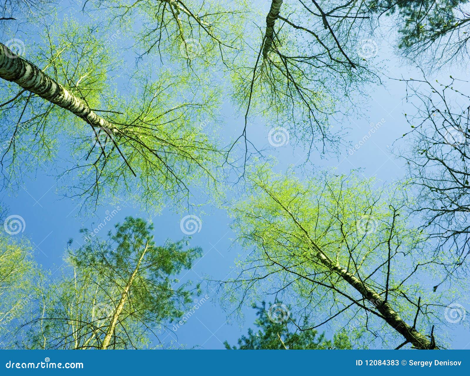 Upward View of Autumn Trees Stock Image - Image of upper, season: 12084383