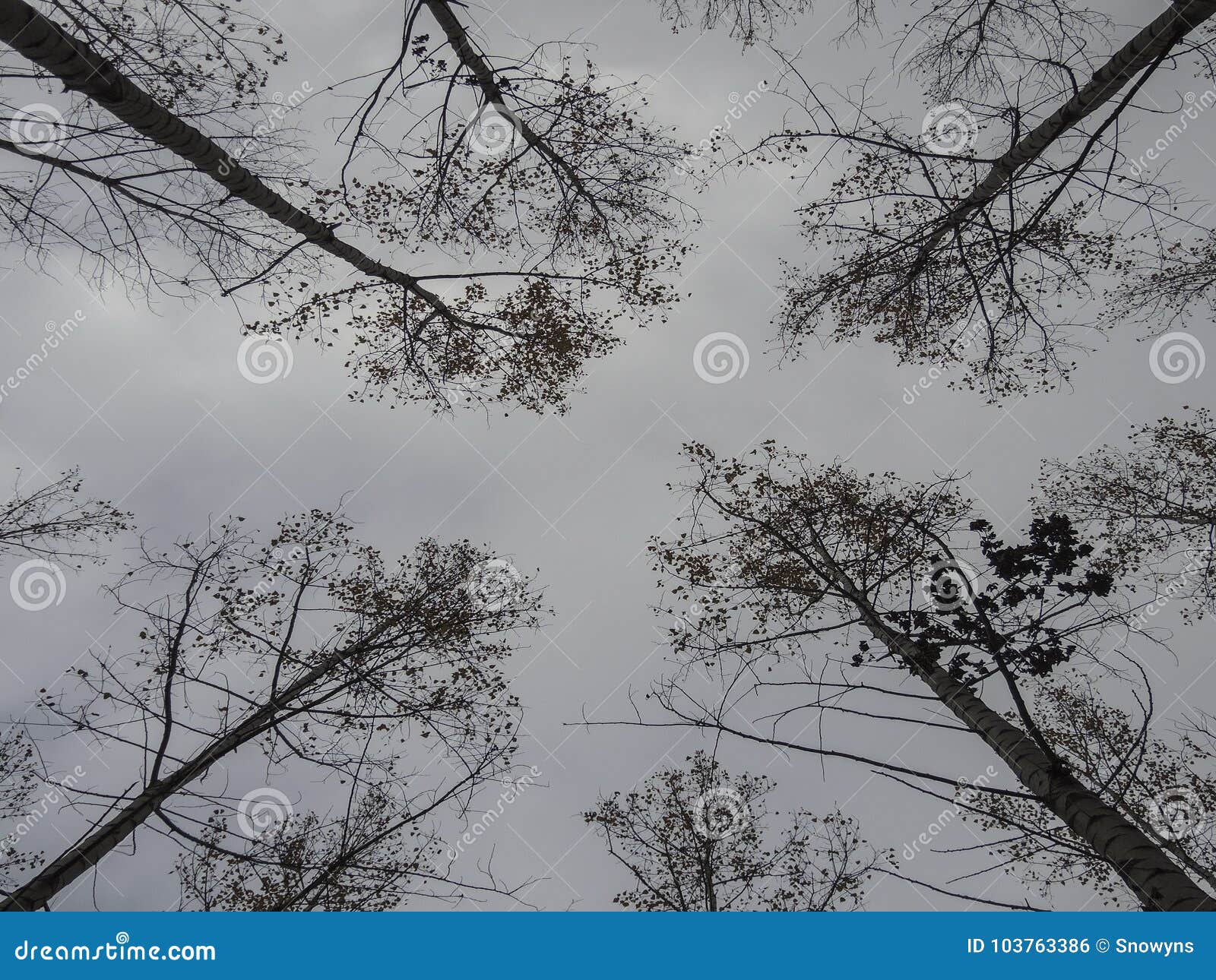 Upward View of Autumn Trees Stock Photo - Image of lined, landscape ...