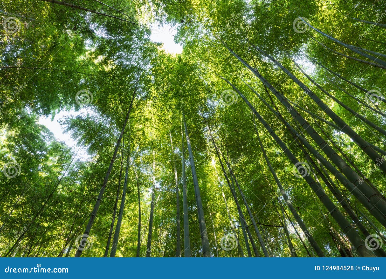 Upward View of the Bamboo Forest Stock Photo - Image of serene, garden ...