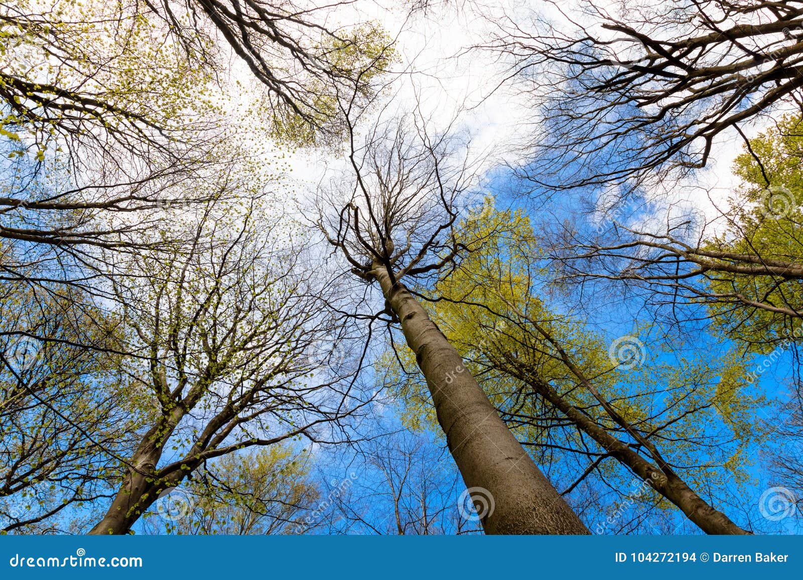 Upward View of Trees in a Forest and Blue Sky Stock Photo - Image of ...
