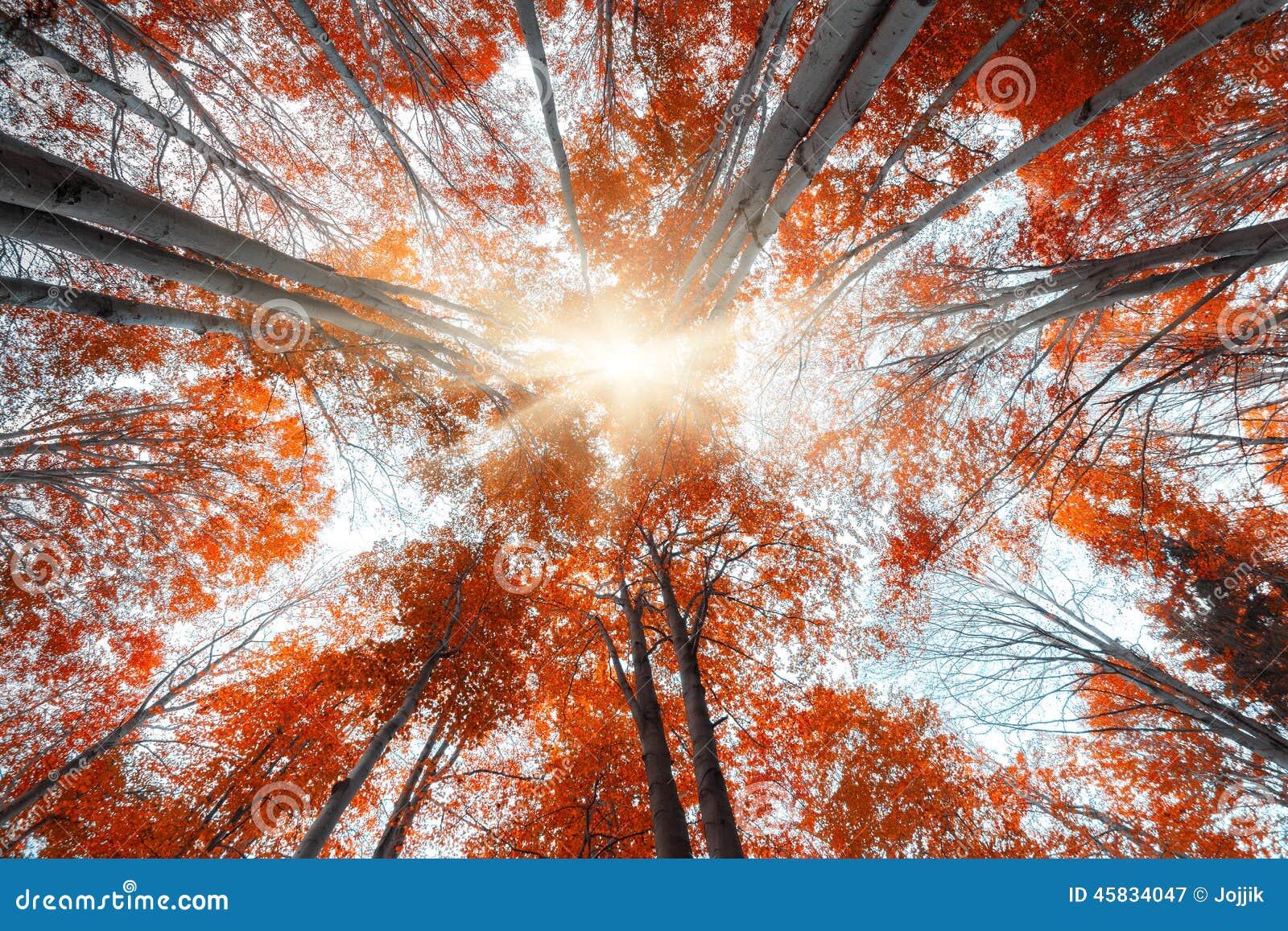 Upward View of Colorful Autumn Trees in the Forest Stock Image - Image ...