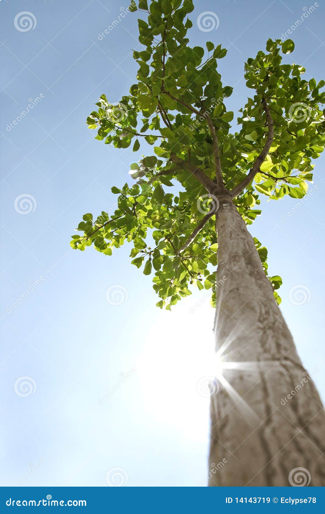 Upward View of a Lonely Tree Stock Image - Image of summer, vertical ...