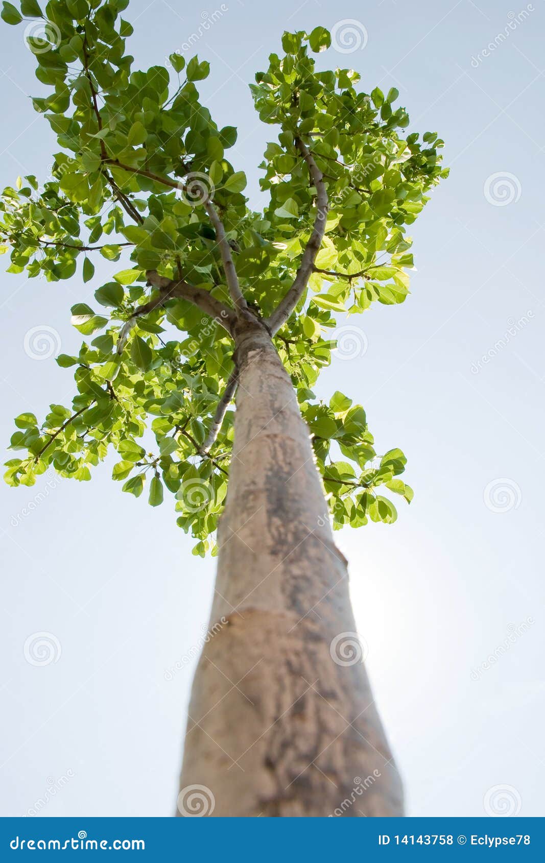 Upward View of a Lonely Tree Stock Photo - Image of upward, scenery ...