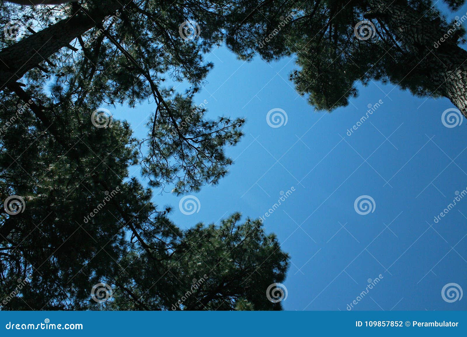 UPWARD VIEW of PINE TREE AGAINST BLUE SKY Stock Photo - Image of green ...
