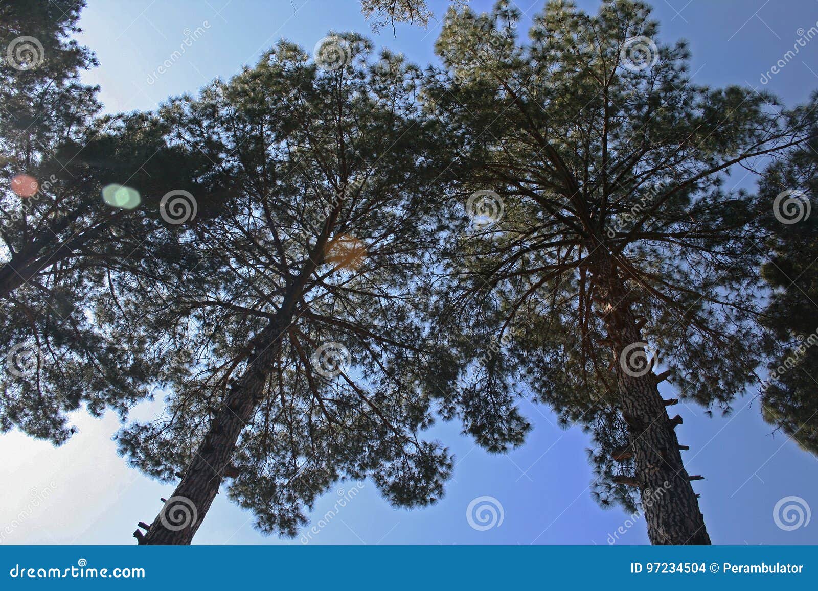 UPWARD VIEW of PINE TREES stock photo. Image of nature - 97234504