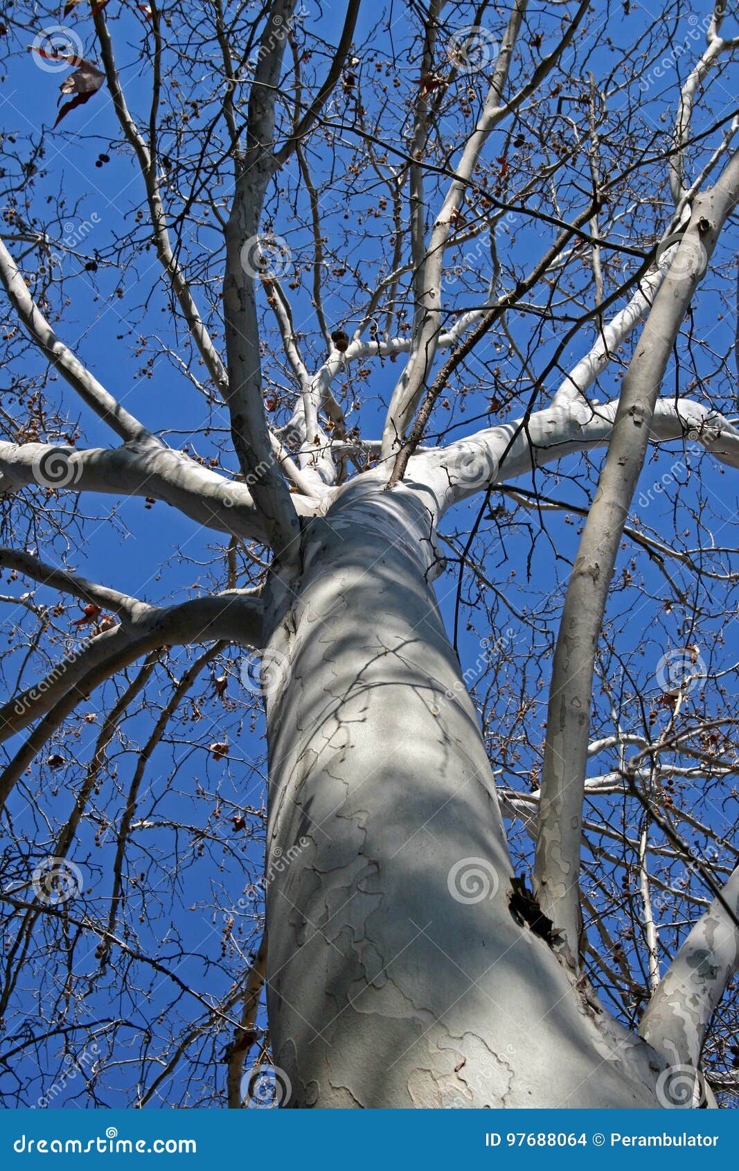 UPWARD VIEW into a PLANE TREE Stock Photo - Image of life, plane: 97688064