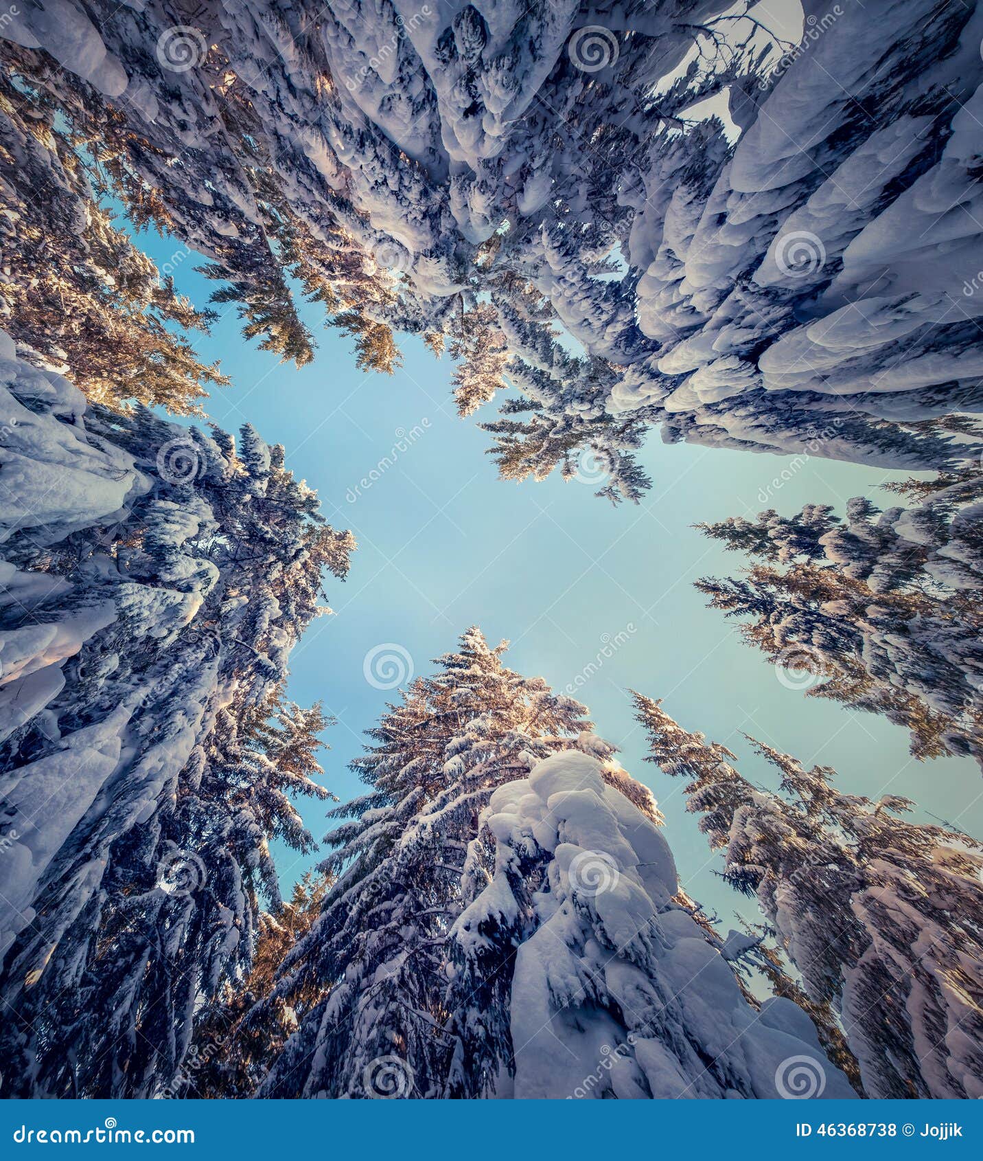 Upward View of the Sky in Snowy Forest Stock Photo - Image of blue ...
