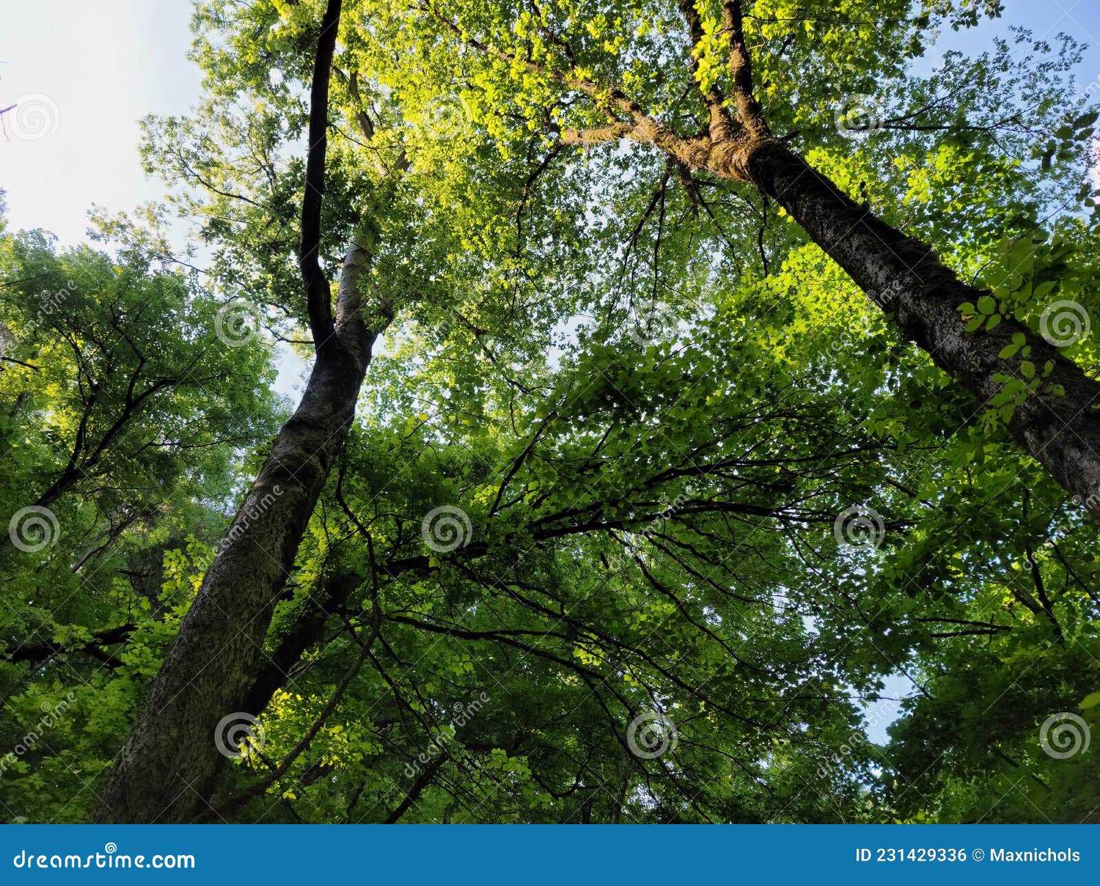 Upward View through Tall Trees in Forest Stock Photo - Image of canopy ...