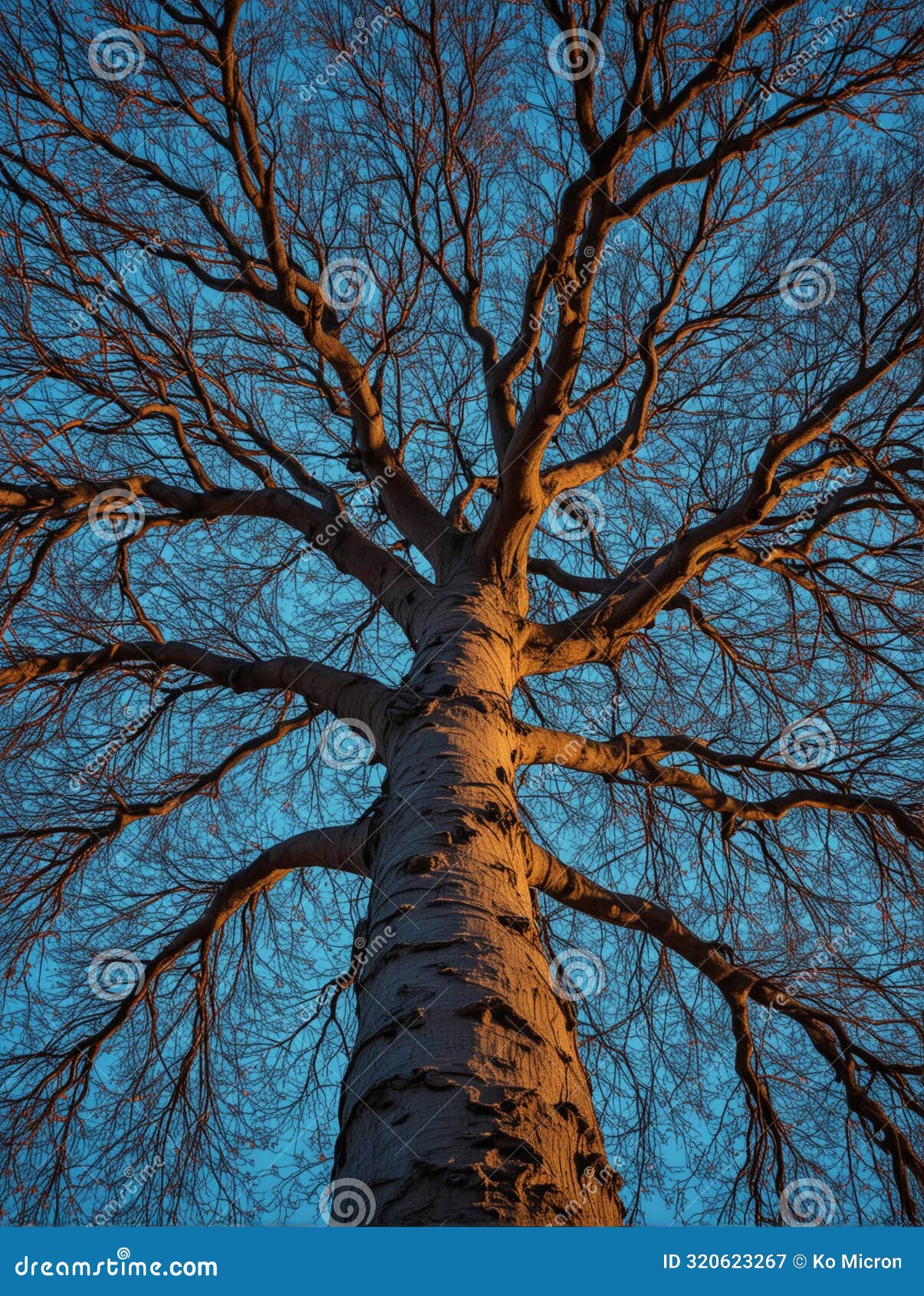 Upward View of a Tall Tree with Bare Branches and Rugged Bark Texture ...