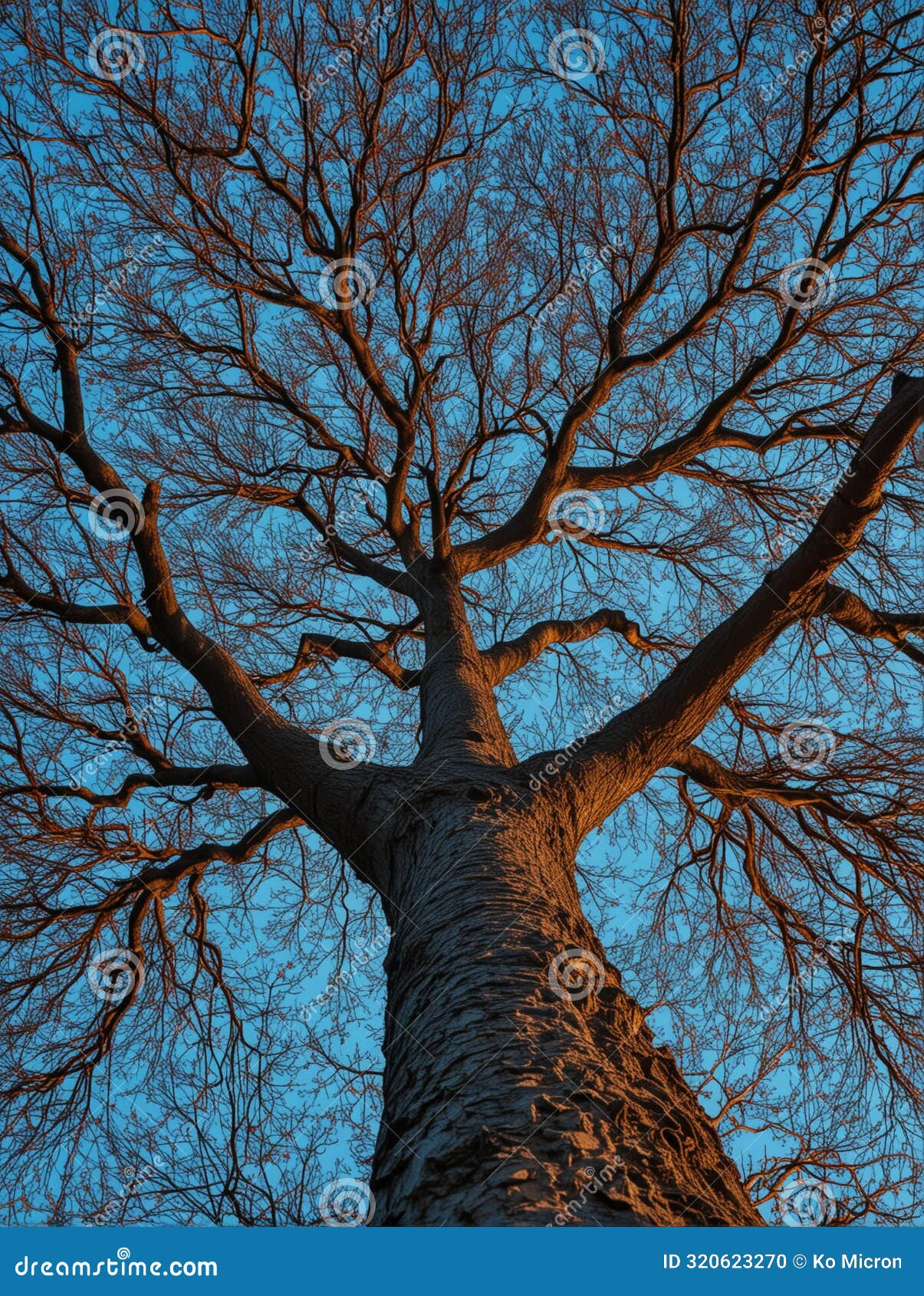 Upward View of a Tall Tree with Bare Branches and Rugged Bark Texture ...