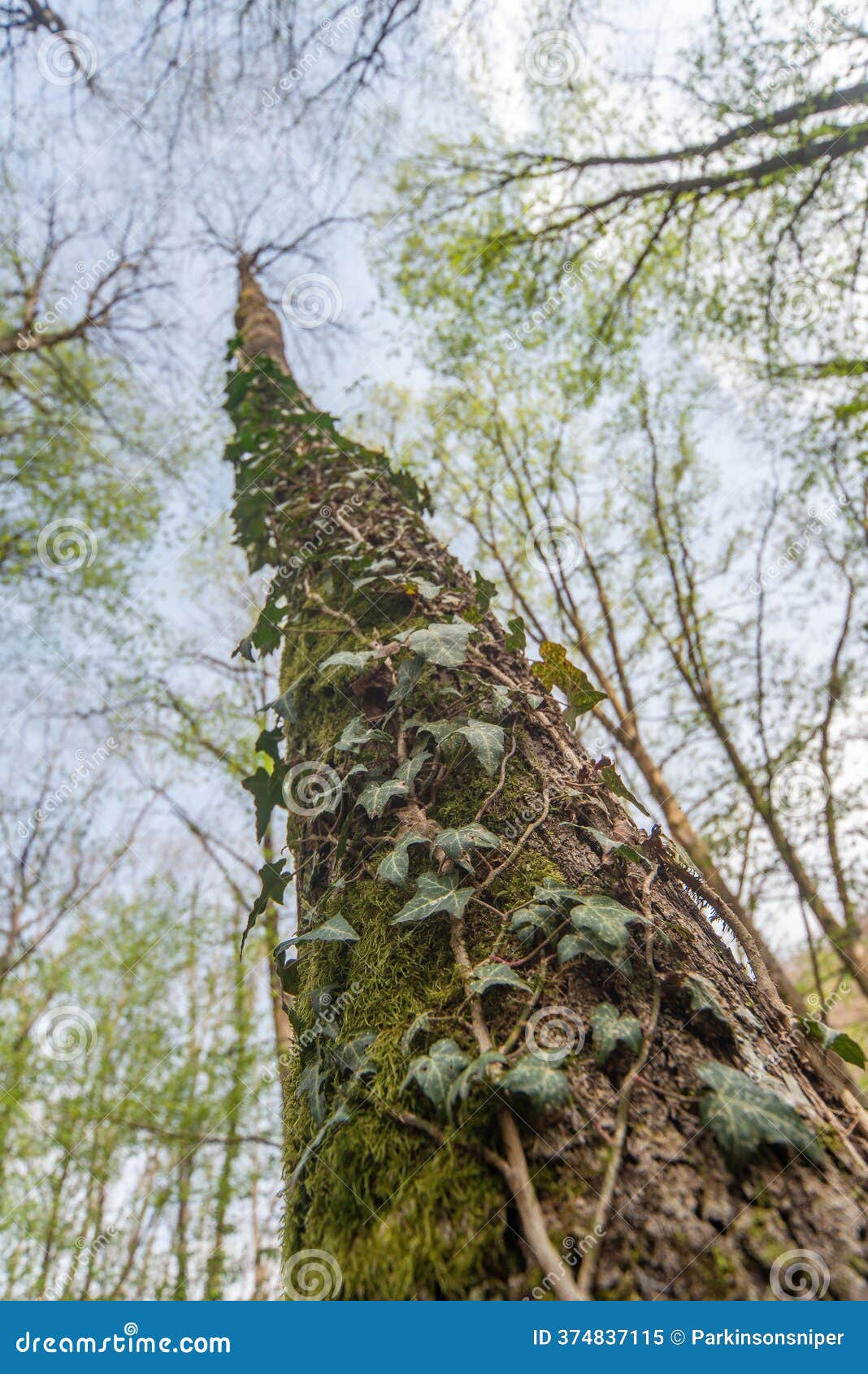 Wide Angle From Inside The Meenakshi Temple In Madurai India, With ...