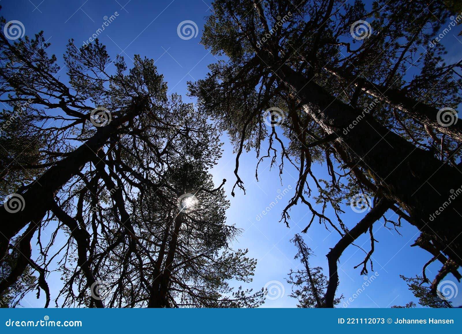Upward View To Big Old Pine Trees Stock Image - Image of blue ...