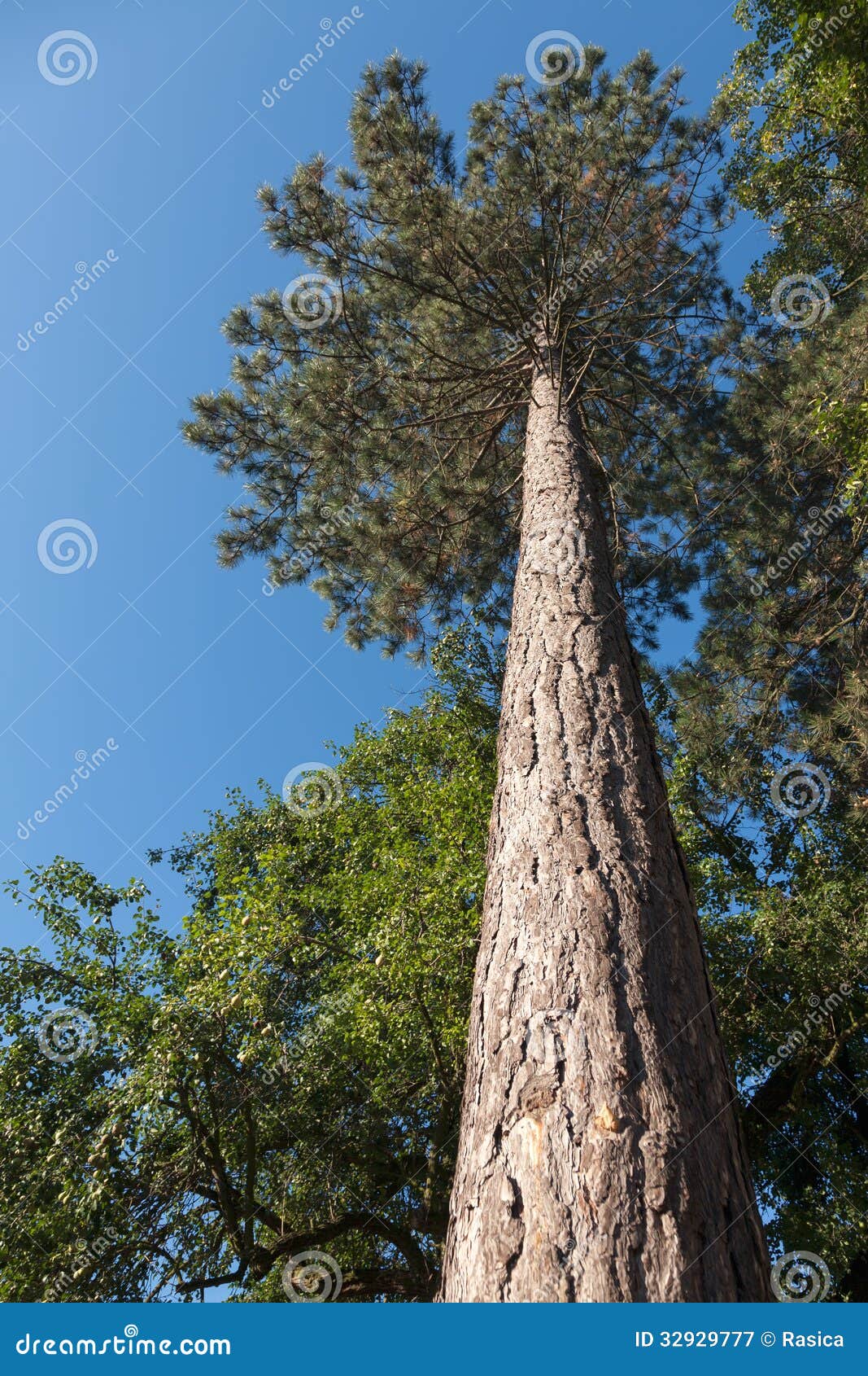 Upward View To the Branches of a Pine Tree Stock Image - Image of bark ...