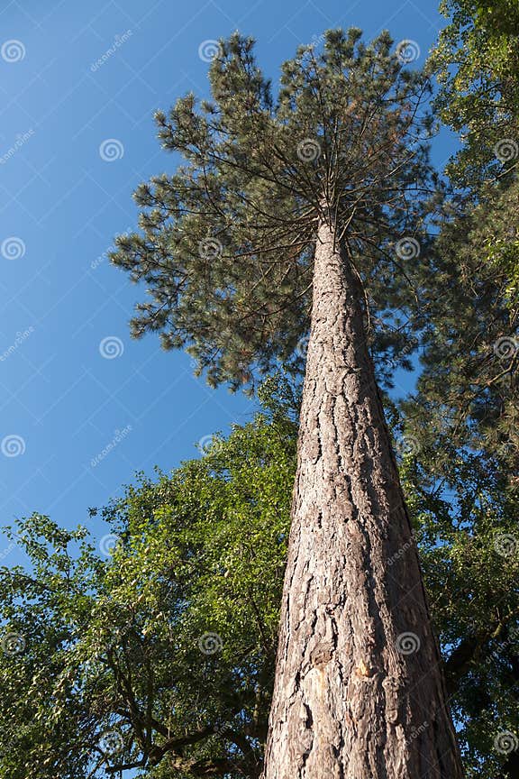 Upward View To the Branches of a Pine Tree Stock Image - Image of bark ...