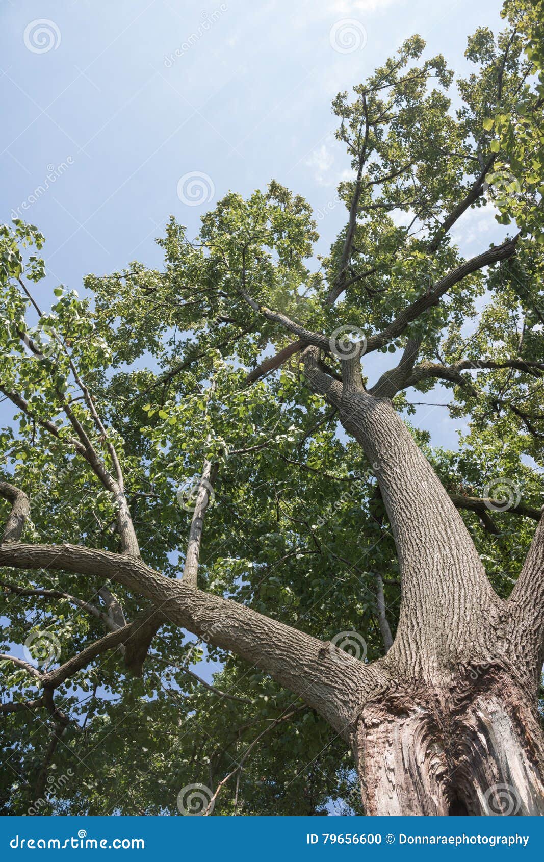Upward View of a Tree stock photo. Image of growth, bark - 79656600