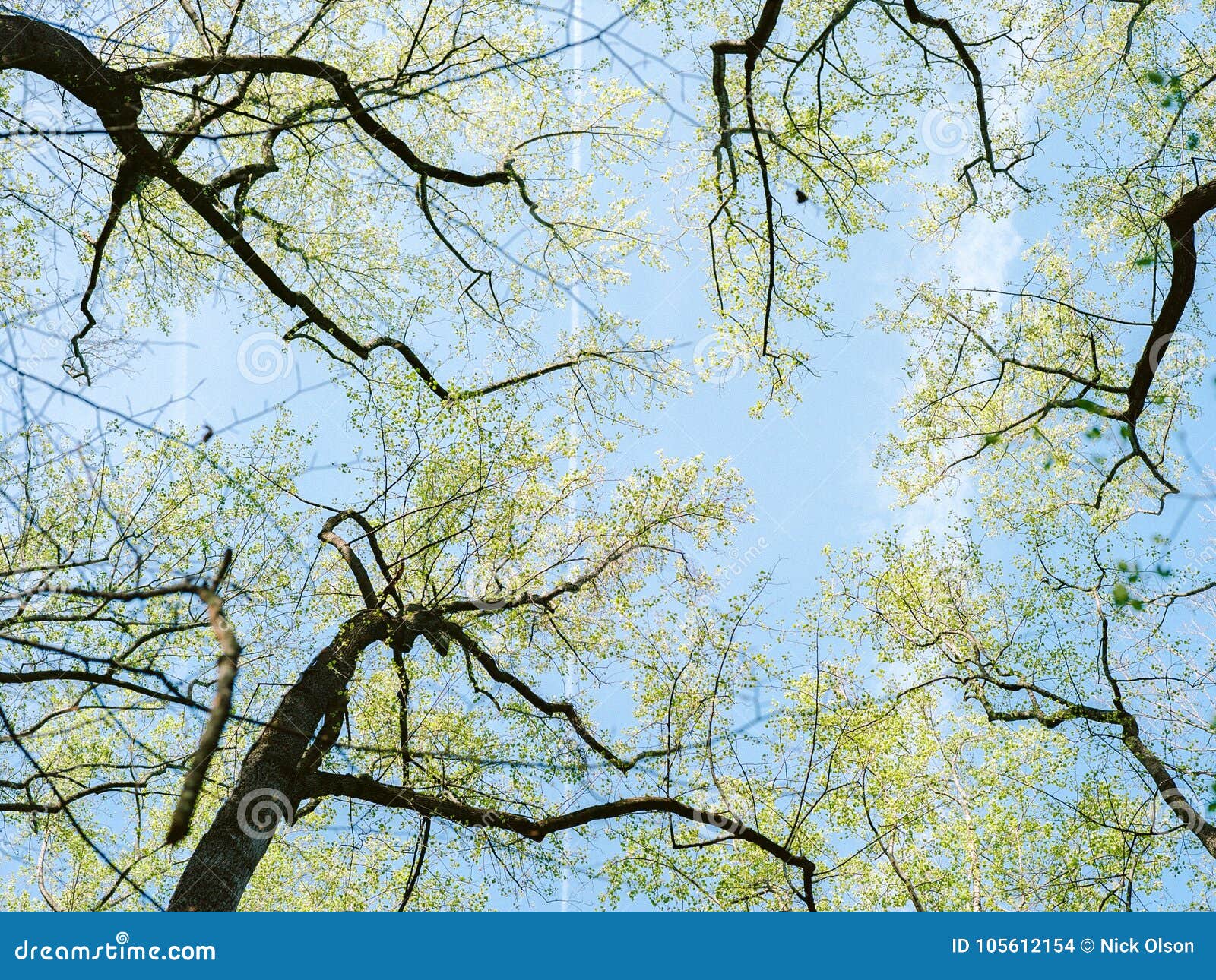 Upward View of Tree Branches in Spring Stock Photo - Image of trees ...