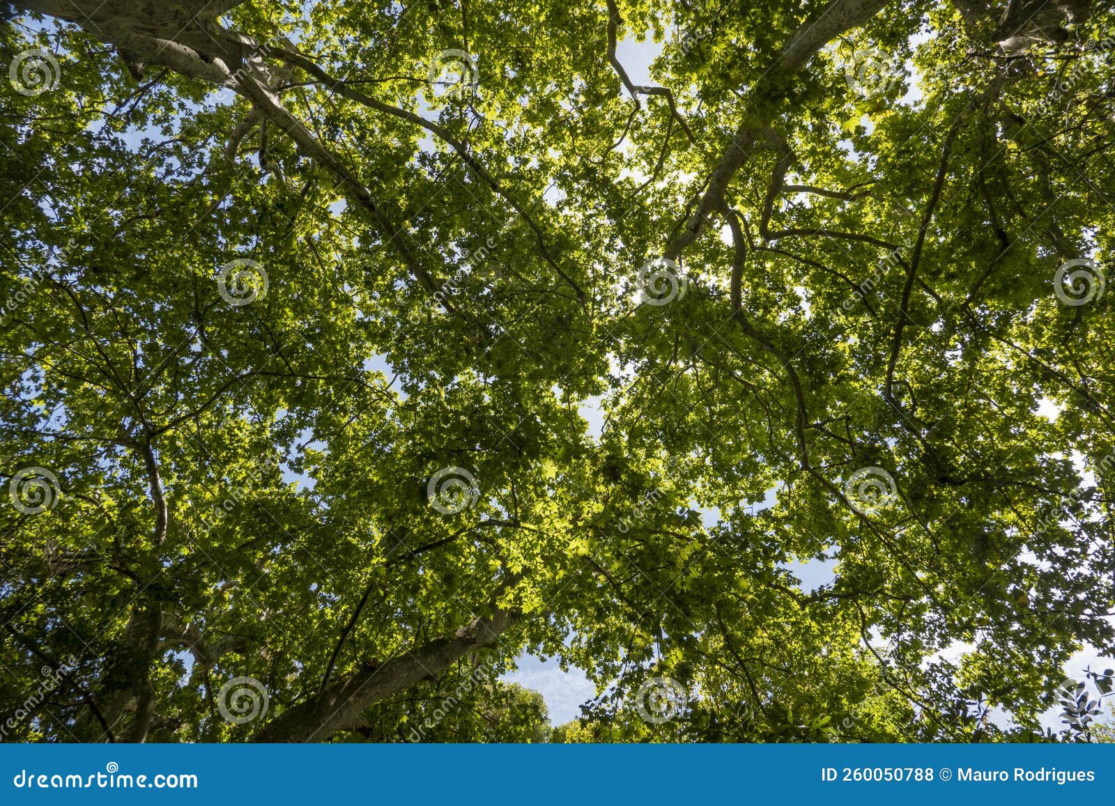 Upward View of the Tree Canopies Stock Photo - Image of canopy, cover ...