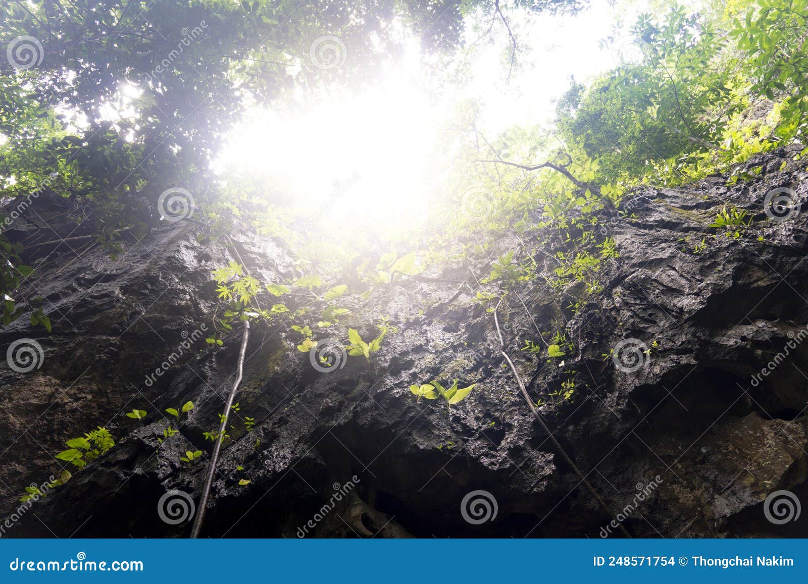 An Upward View of a Tree-covered Cliff. Stock Photo - Image of forest ...