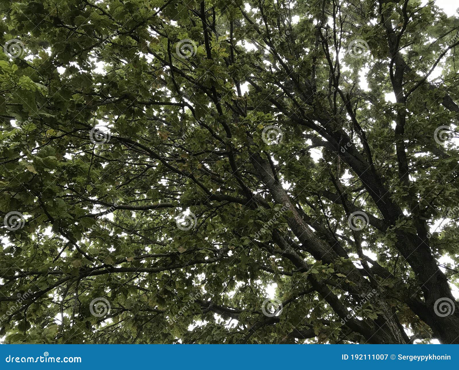 Upward View of Tree with Many Branches and Leaves Stock Image - Image ...