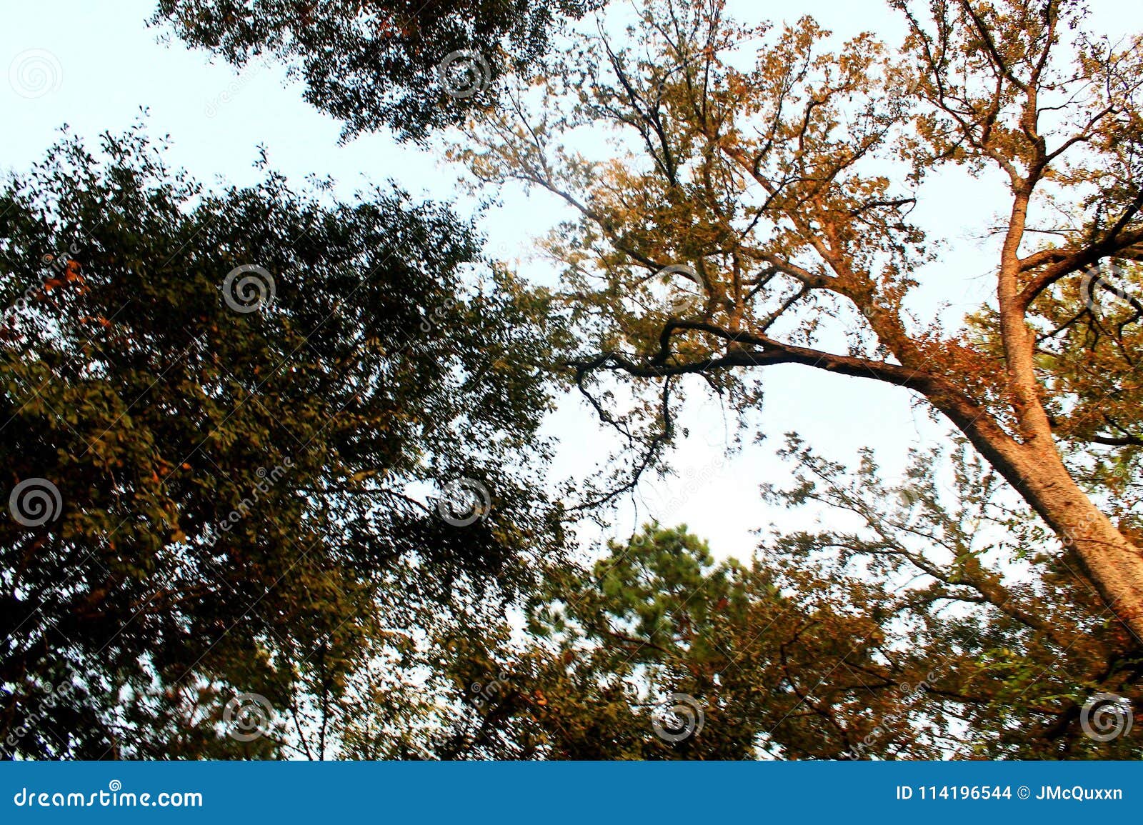 Tree stock photo. Image of trees, southern, view, upward - 114196544