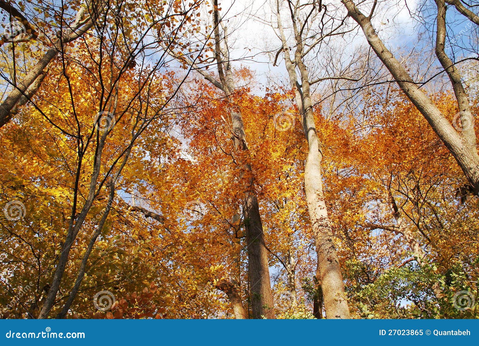 An Upward View of Woods in Late Fall Stock Image - Image of states ...