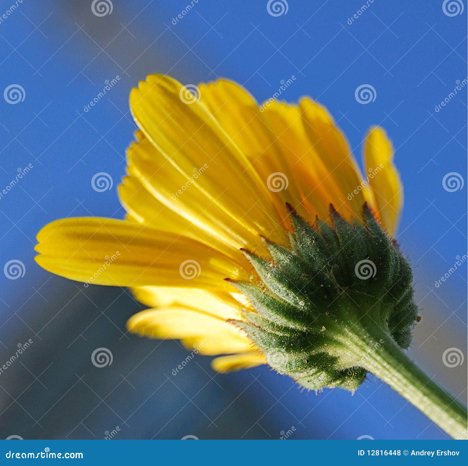 Upwards stock photo. Image of morning, opening, texture - 12816448