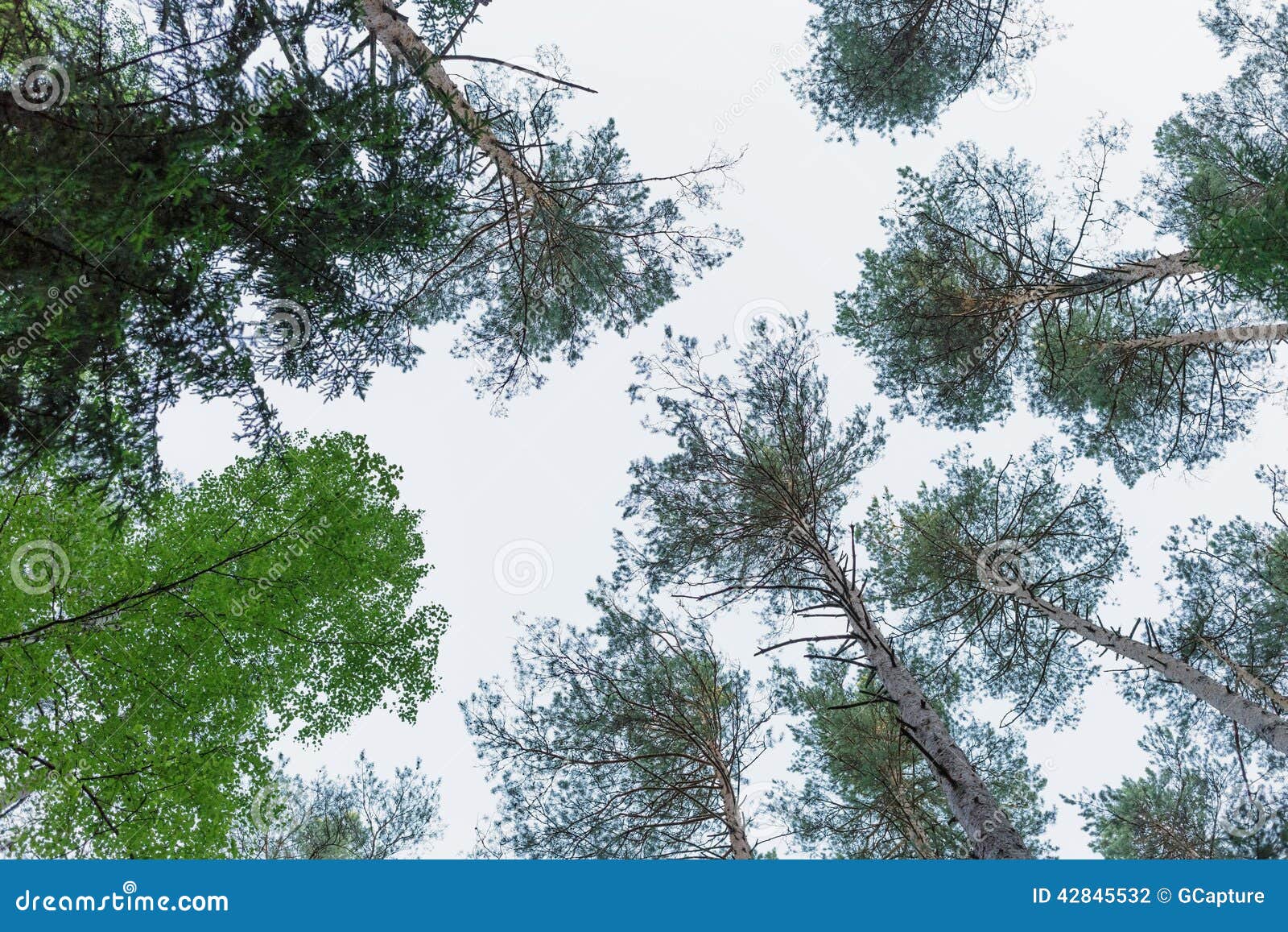 Russian Pine Forest Stock Photos - Download 4,612 Images