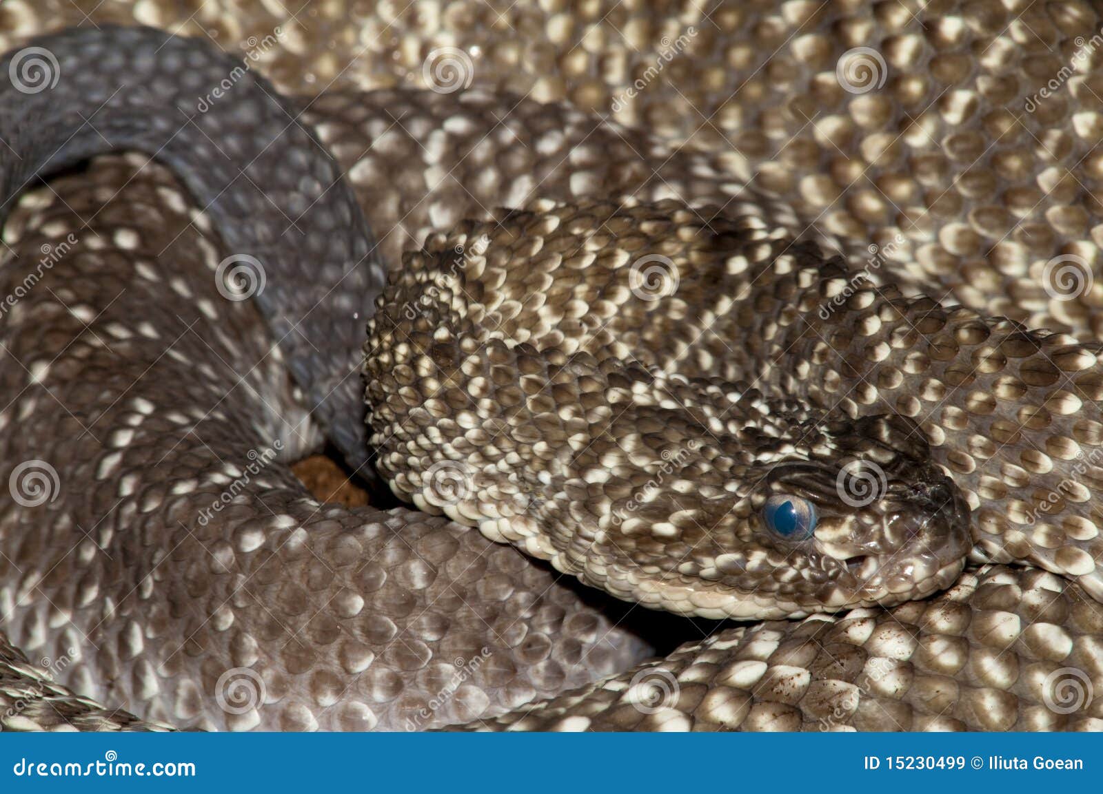 Uracoan Rattlesnake stock image. Image of south, rattles - 15230499