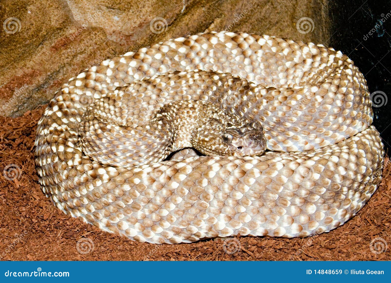 Uracona Rattlesnake (crotalus Vegrandis) Stock Image - Image of ...