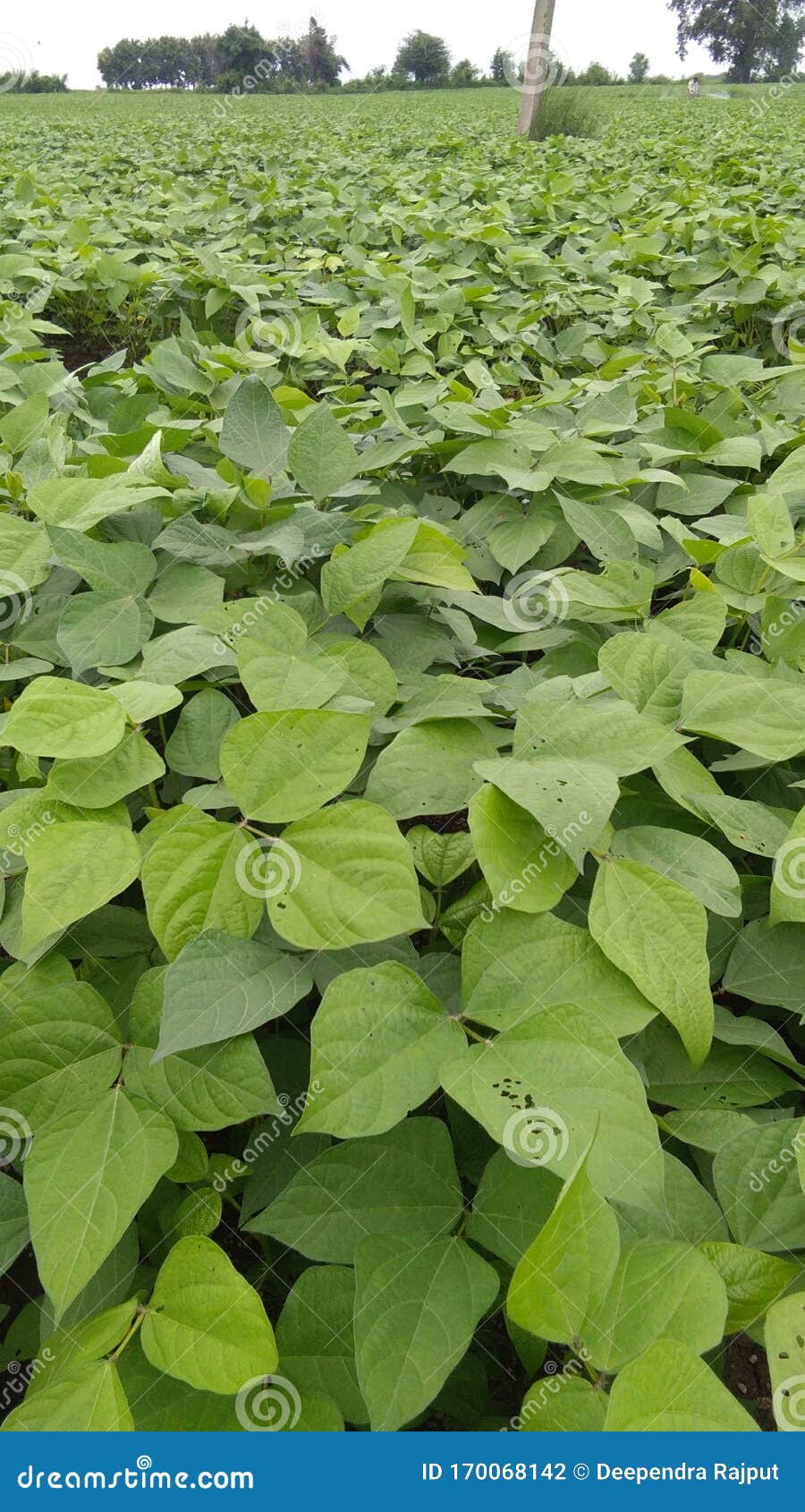 Urad Crop is Planted in India`s Field Stock Photo - Image of attracts ...