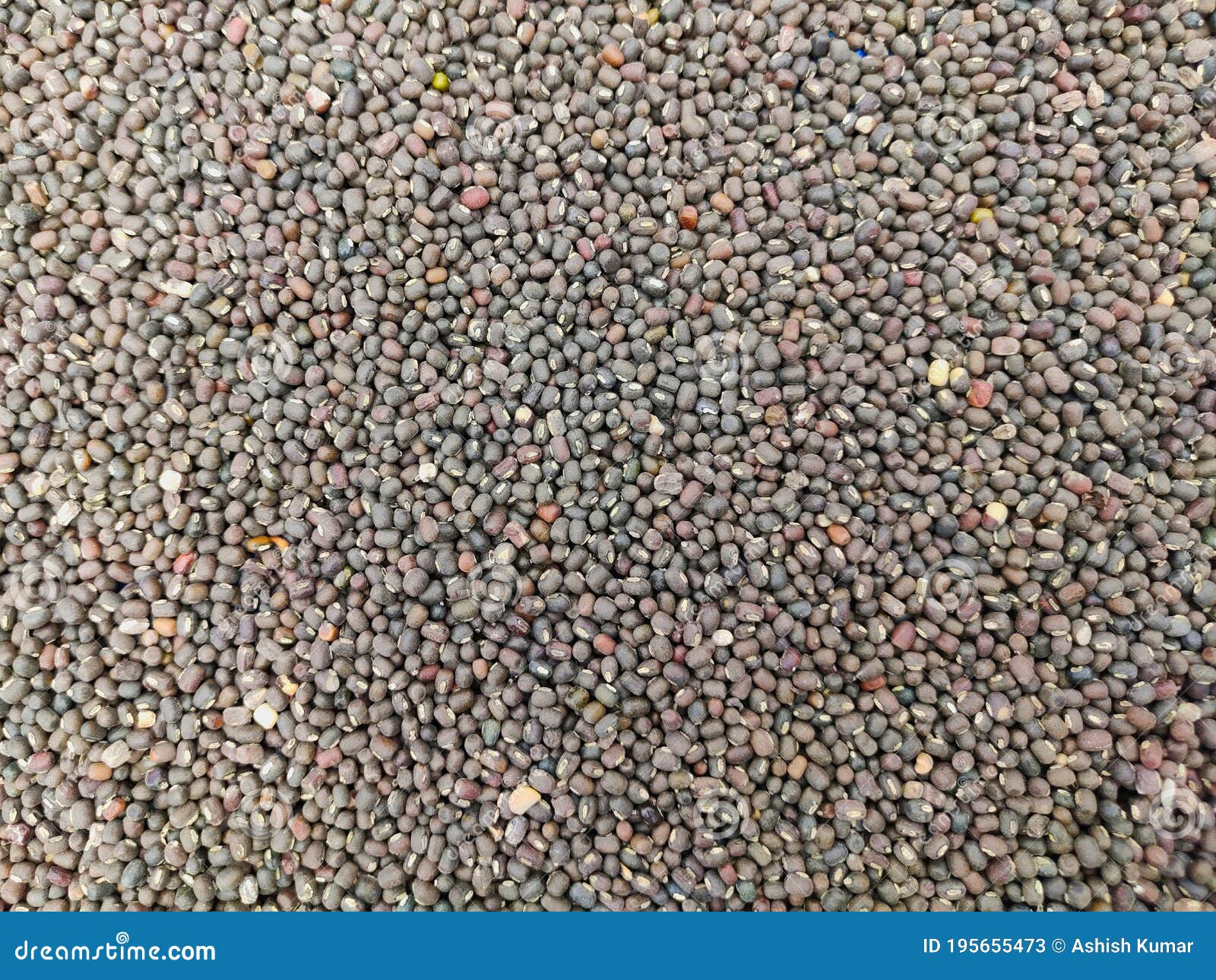 Urad Daal Or Black Gram Lentils Spread Whole Background. Royalty-Free ...