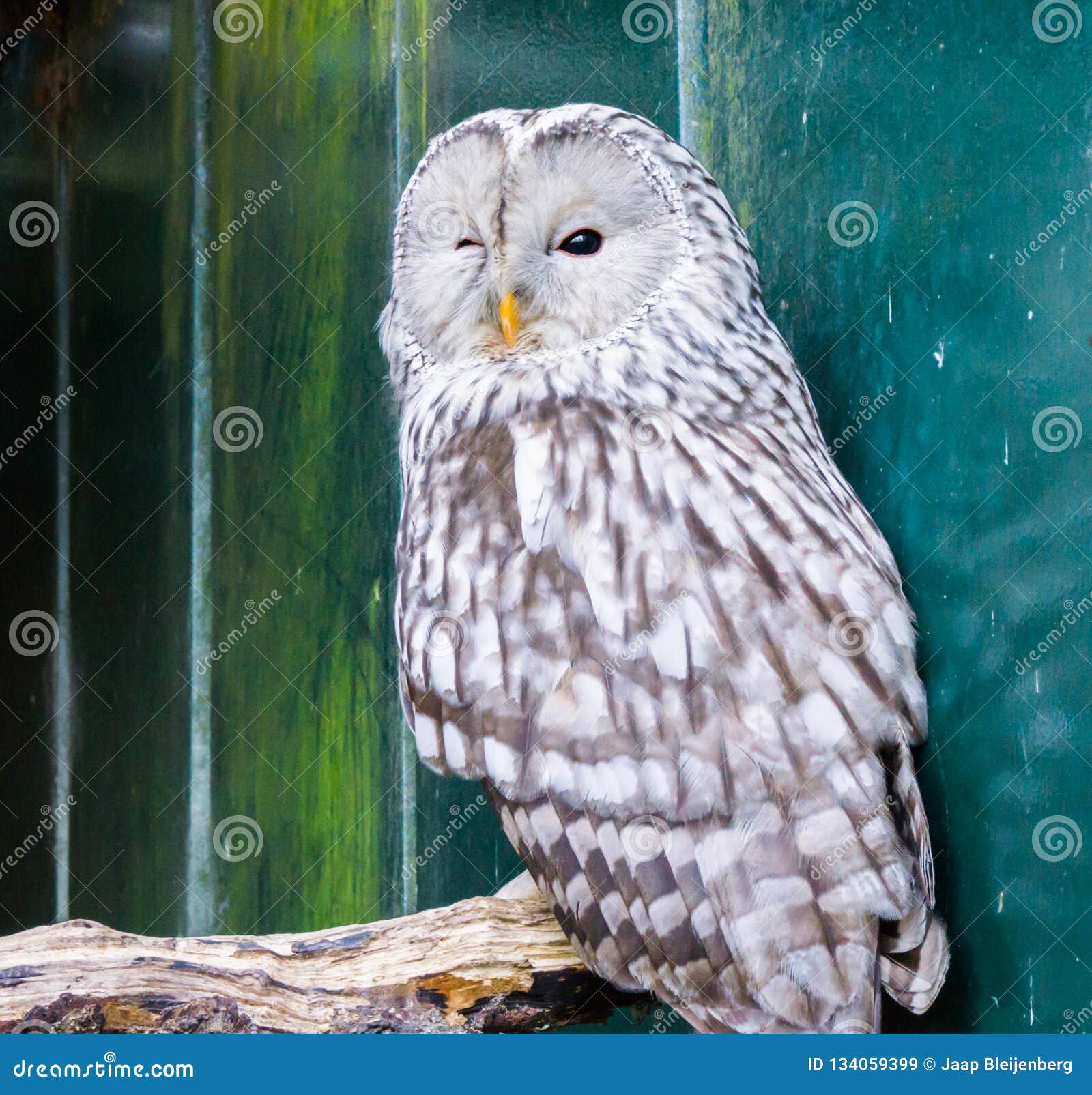 Ural Owl Looking and Winking at the Camera, Funny Bird Closeup Stock ...
