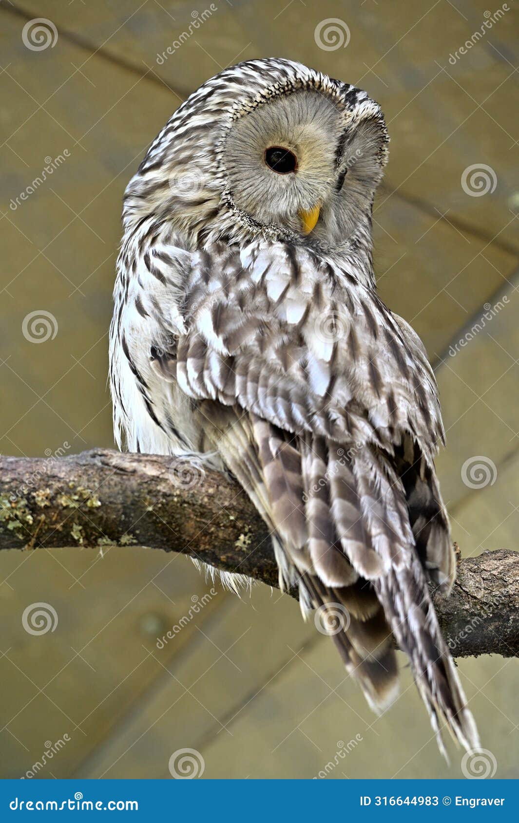 Ural Owl is a Night Bird Animals Zoo Stock Image - Image of portrait ...