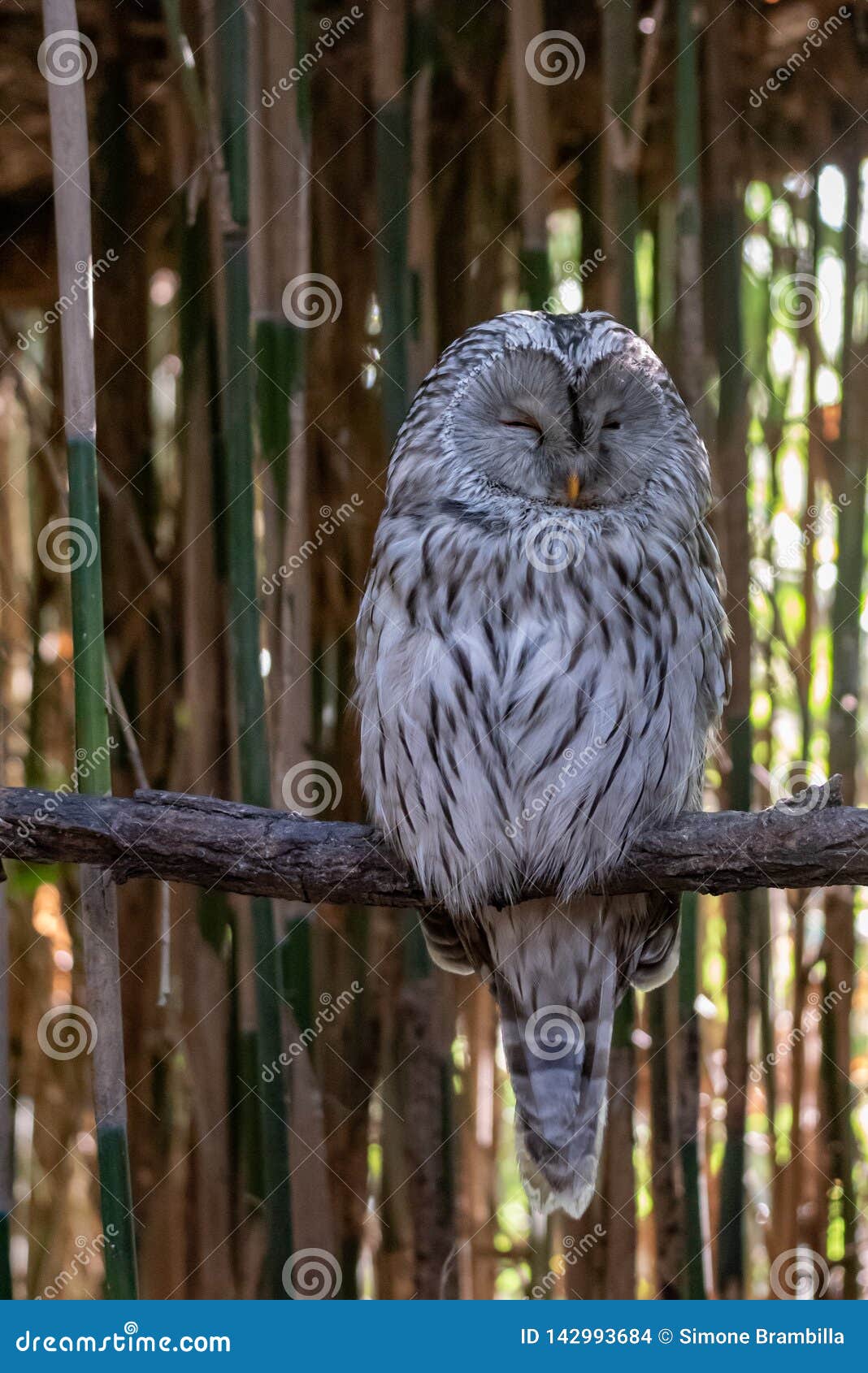 Ural Owl Resting on a Branch Stock Photo - Image of ornithology, look ...