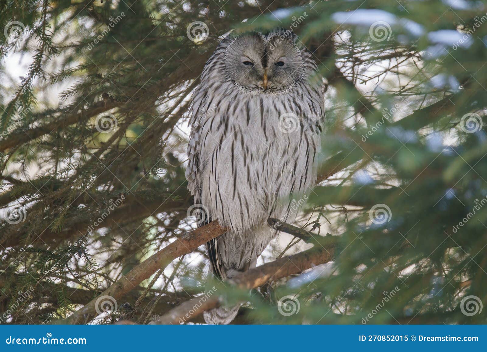 Ural Owl Sits in a Spruce Tree and Keeps Calm Stock Image - Image of ...