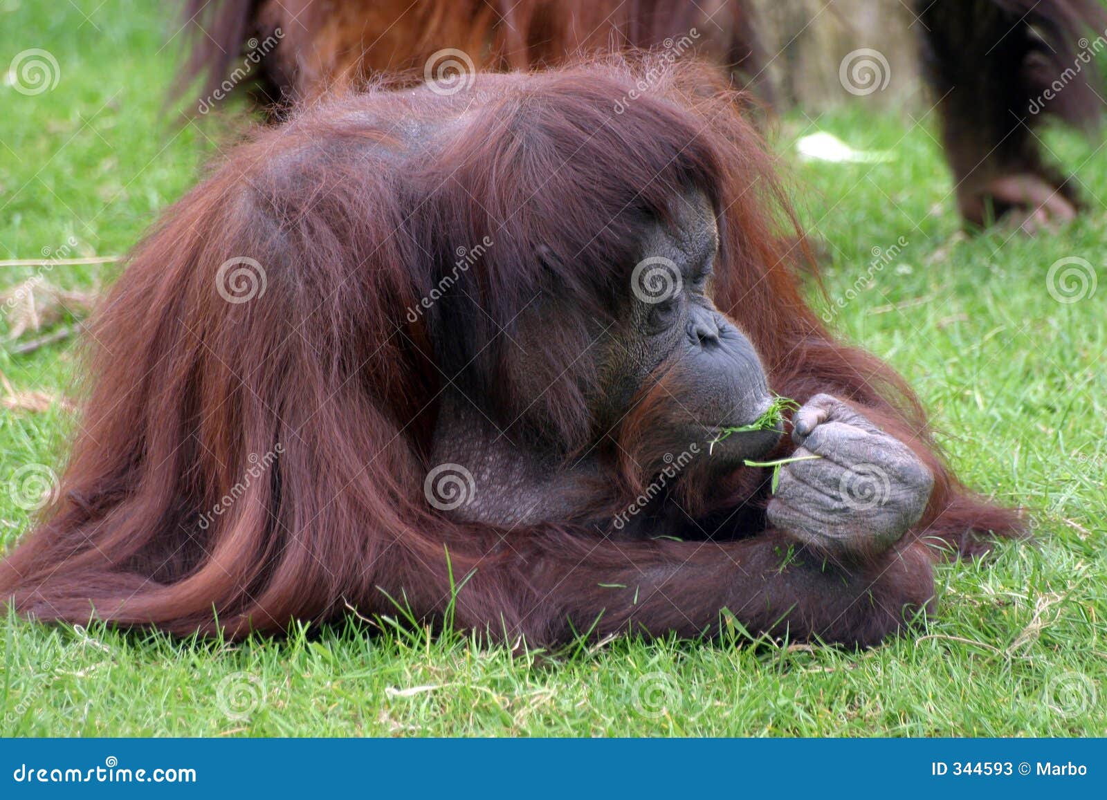 Urangutan stock image. Image of animal, captivity, swing - 344593