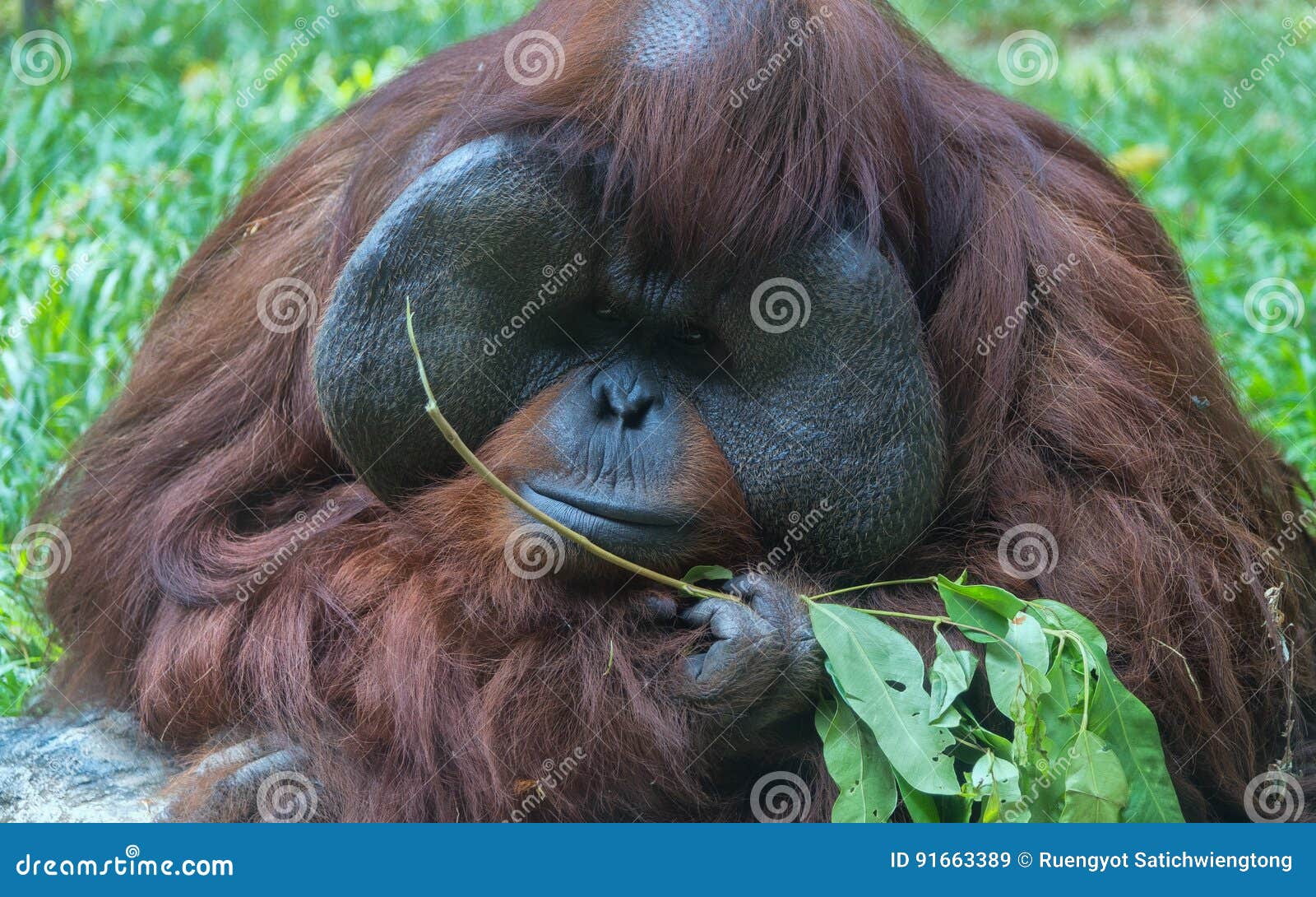 Urangutang stock image. Image of thai, handsome, mongkey - 91663389