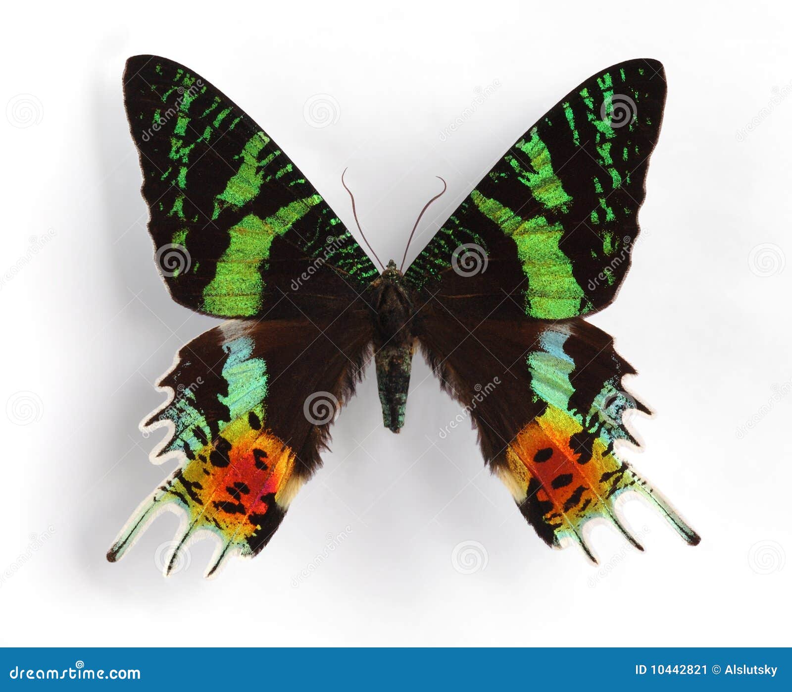 Urania Ripheus (madagascariensis) Stock Image - Image of beauty, close ...