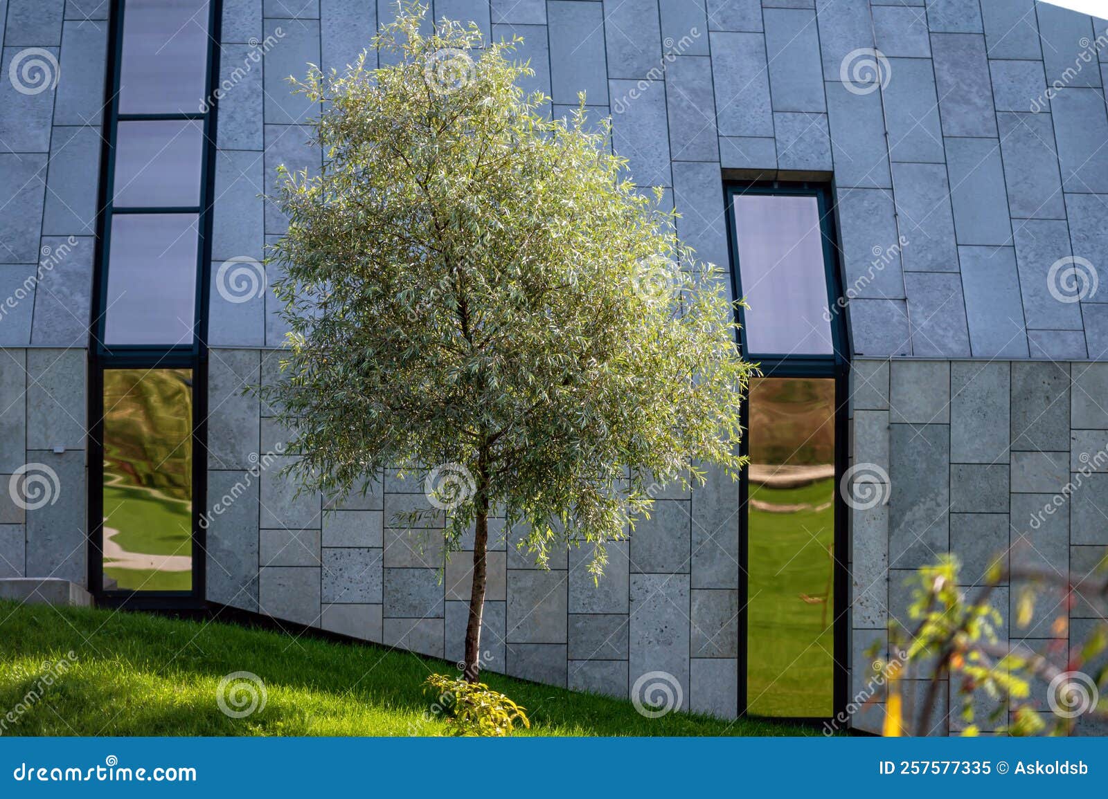 Urban Architecture, Lawn and Tree at the Facade of a Modern Building ...