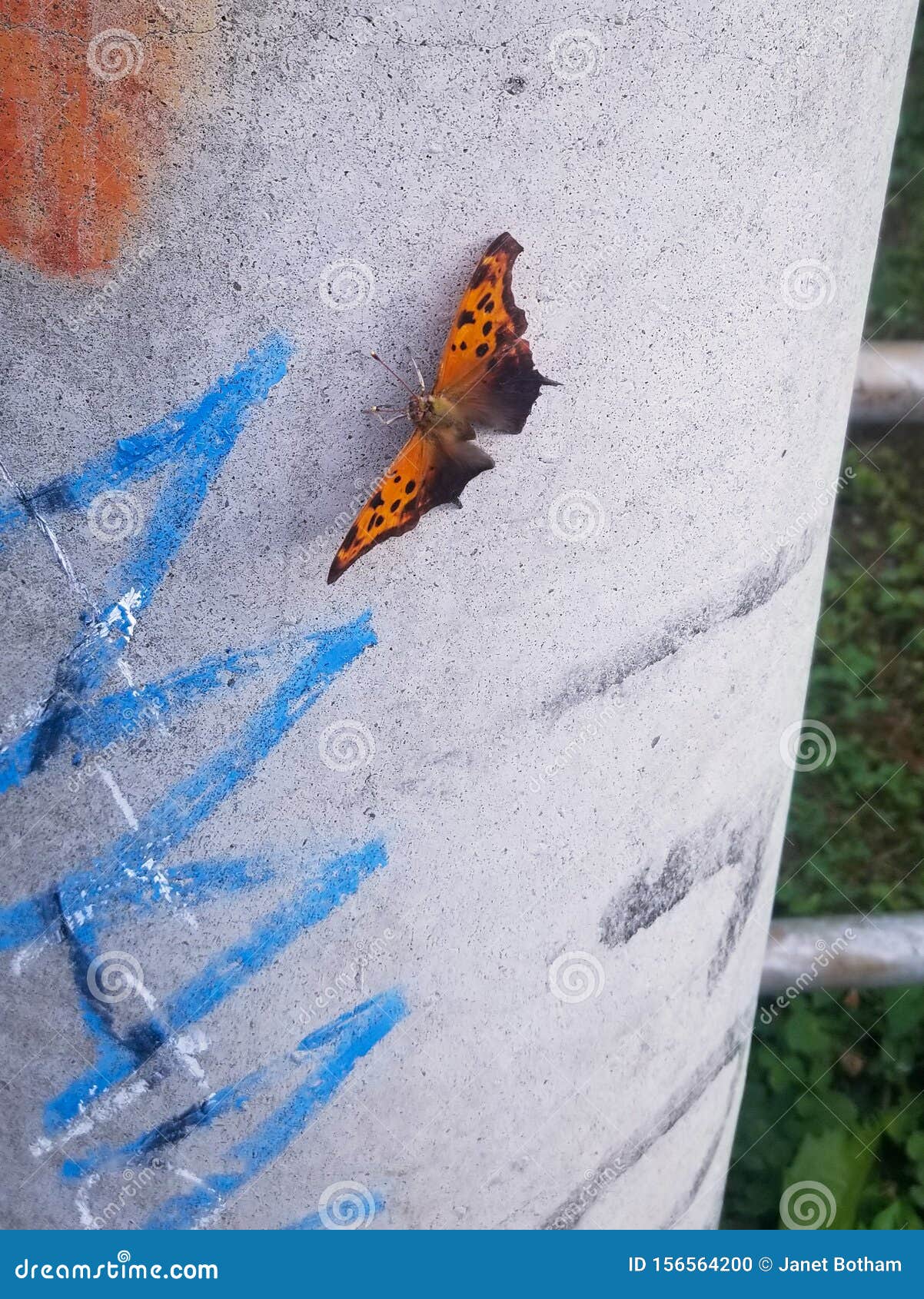 Urban butterfly on post stock photo. Image of urban - 156564200