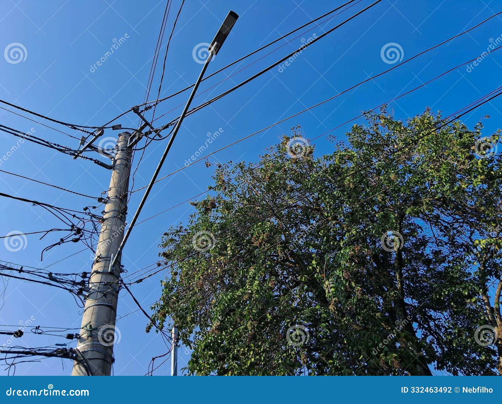 Urban Contrast between Electrical Wiring and a Tree Stock Photo - Image ...